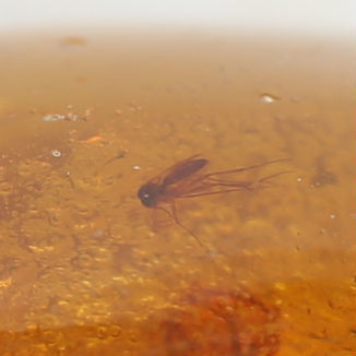 Billeder til 1126555. RAV STEN, sten med indeslutninger af ...