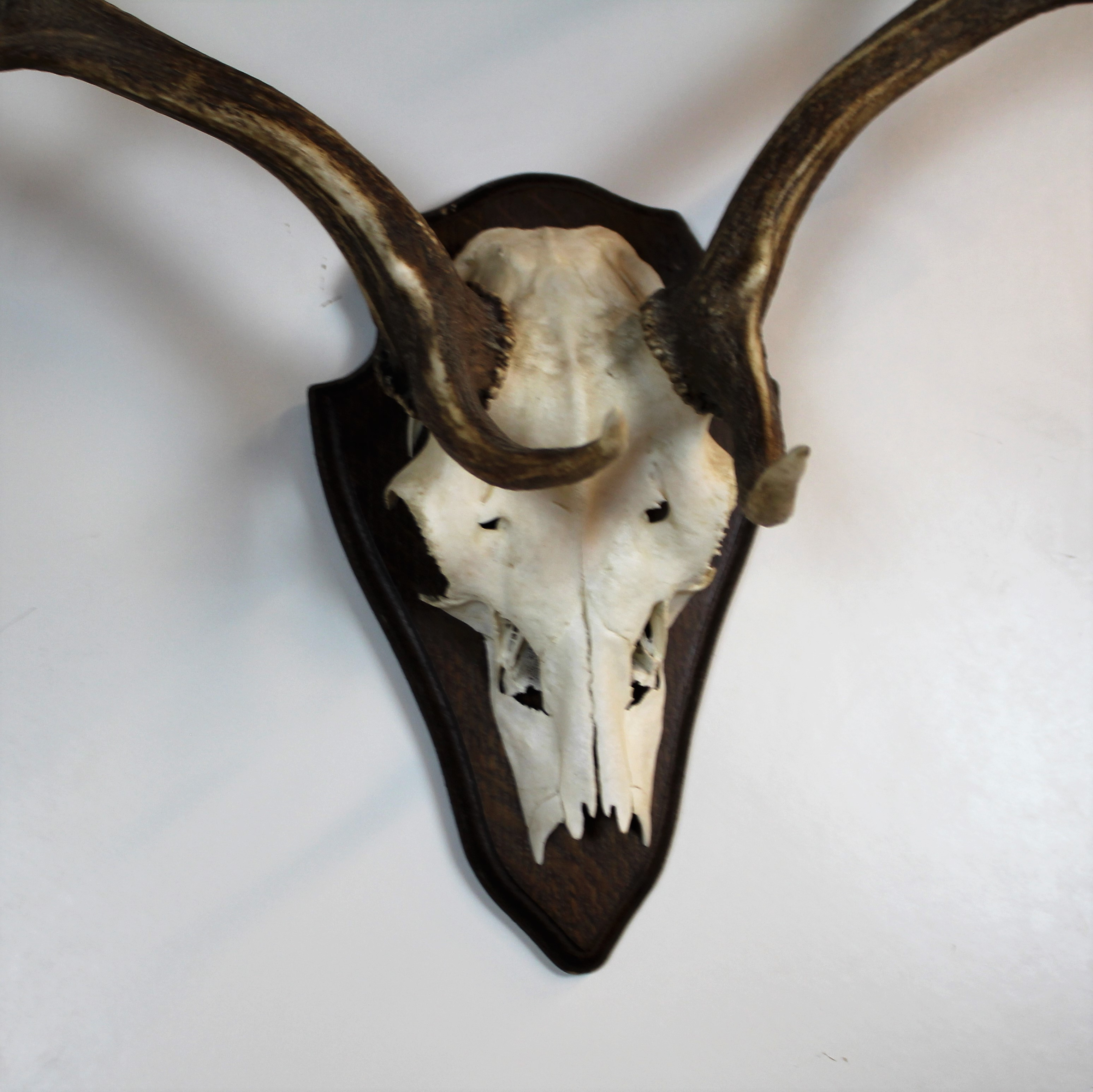 Images for 1308379. HUNTING TROPHY, antlers, fallow deer, mounted on ...