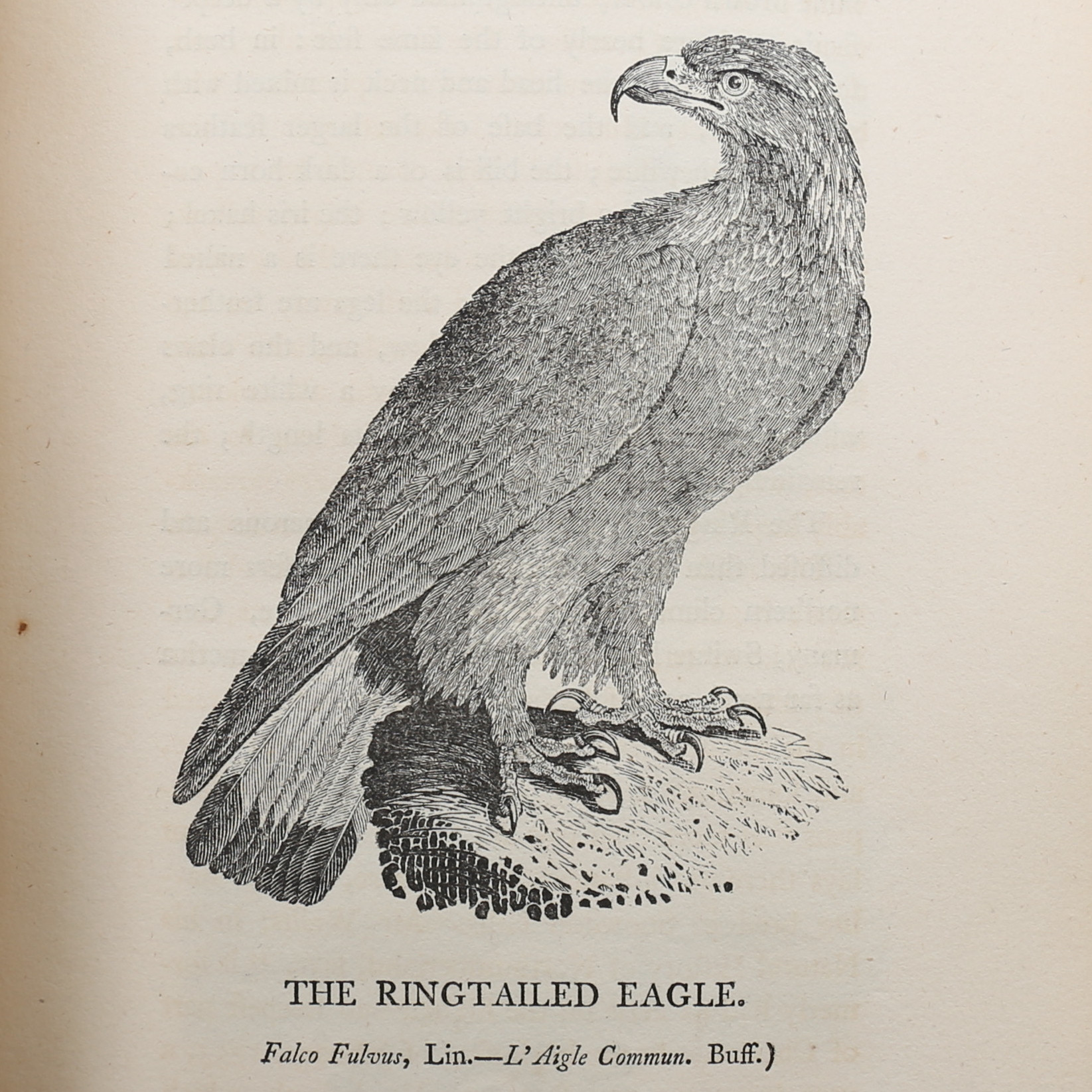 Images for 1351659. THOMAS BEWICK'S FAMOUS THE BRITISH BIRDS ON ROYAL ...