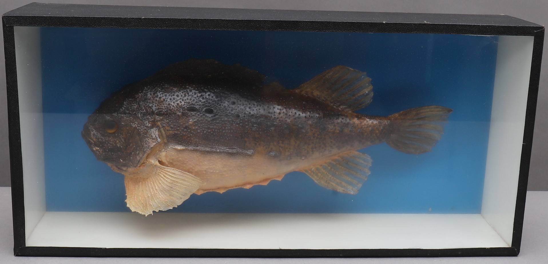 Images for 1459615. STENBIT, fish, stuffed. - Auctionet