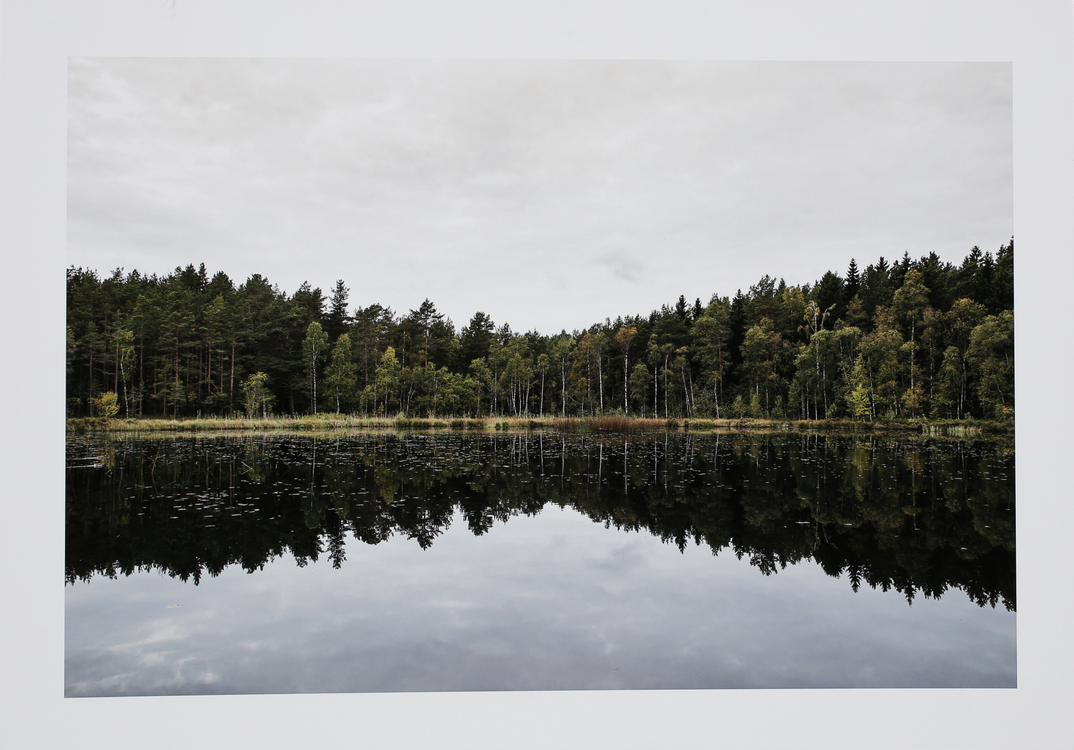 Images for 1669805. PETER JANHANS. Photograph, "Hedgehog", signed and ...