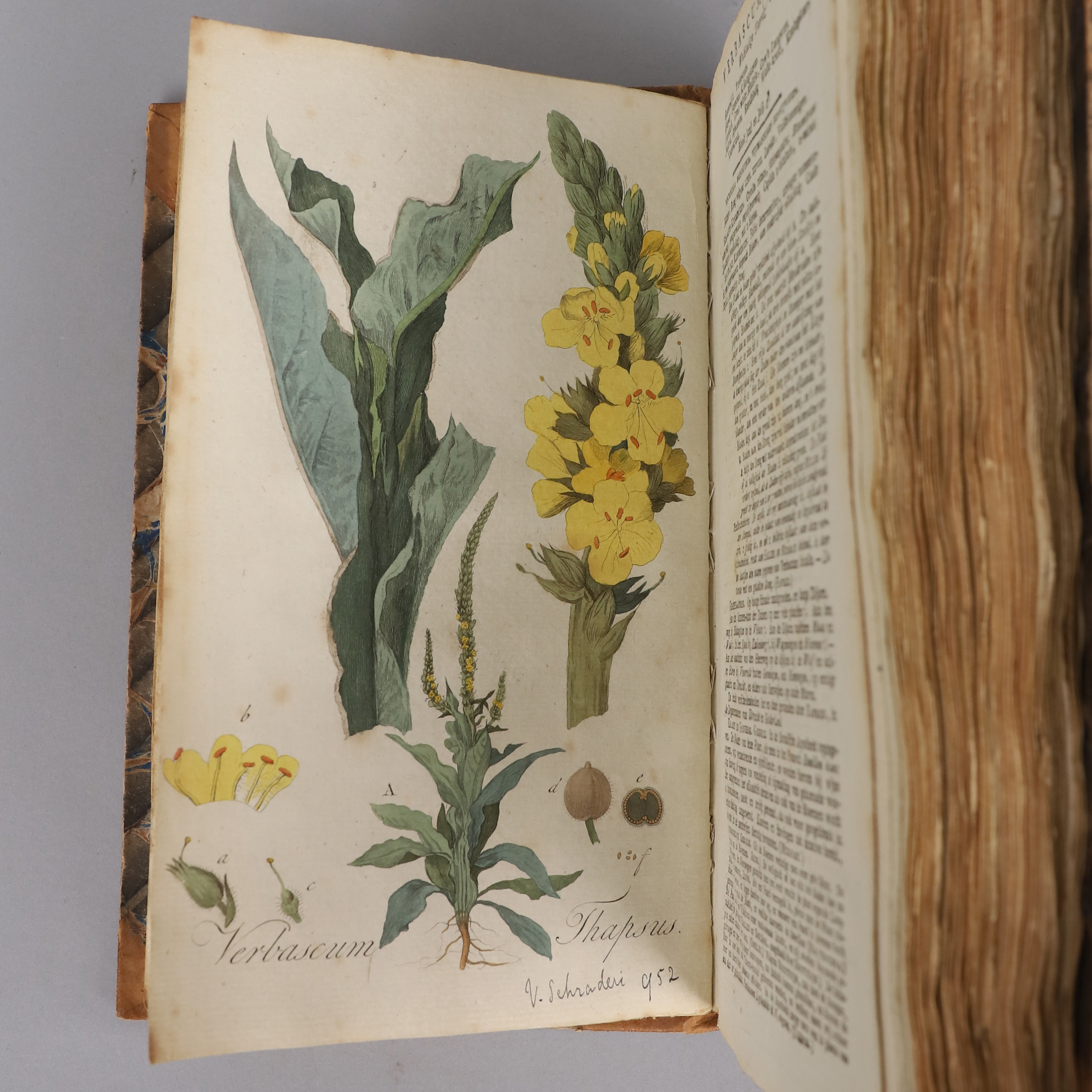 Images for 1739547. BOOK, Flora Batava of Images Beschrijving van ...