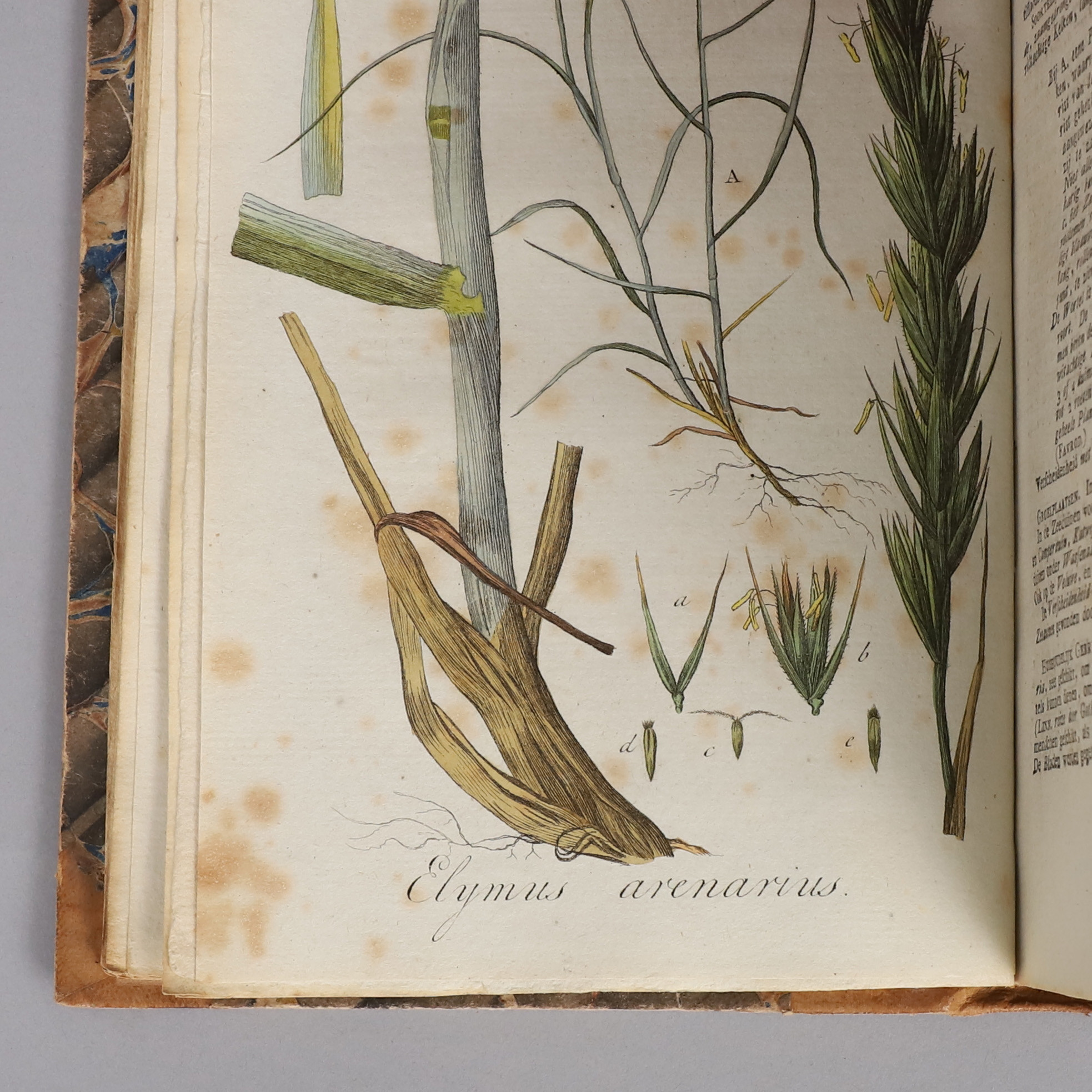 Images for 1739547. BOOK, Flora Batava of Images Beschrijving van ...