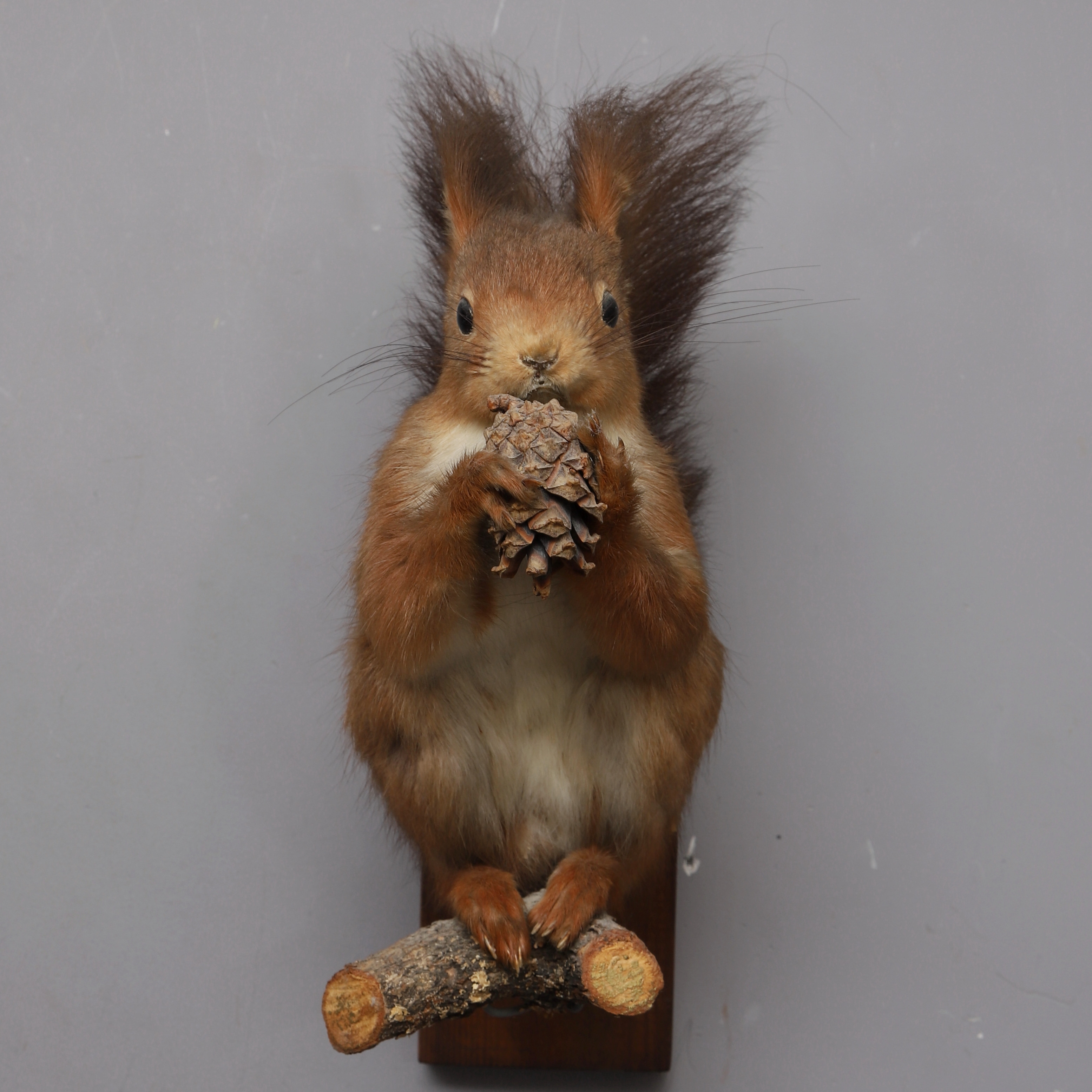 Images for 1848825. STUFFED SQUIRREL, mounted on branch, taxidermy ...