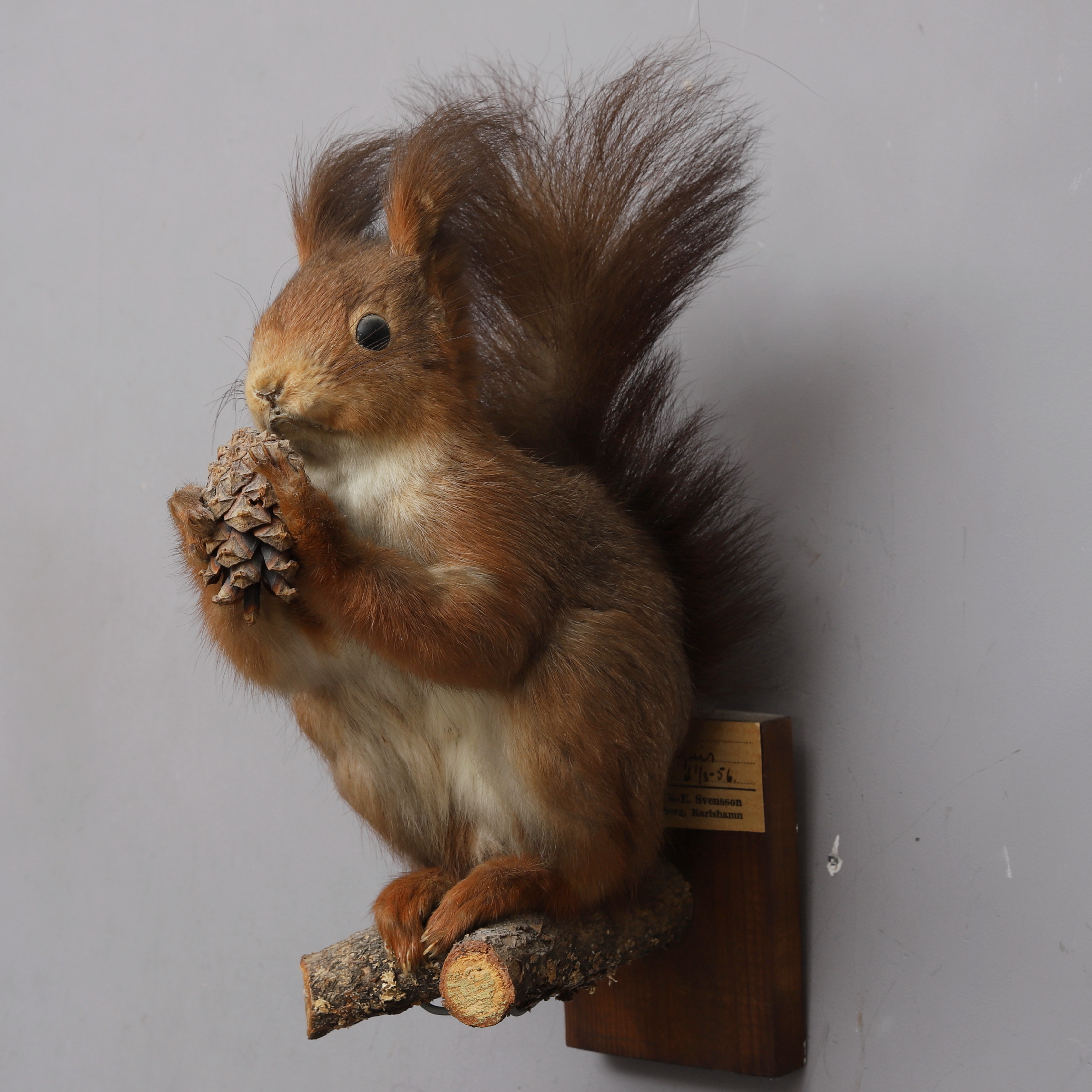 Images for 1848825. STUFFED SQUIRREL, mounted on branch, taxidermy ...