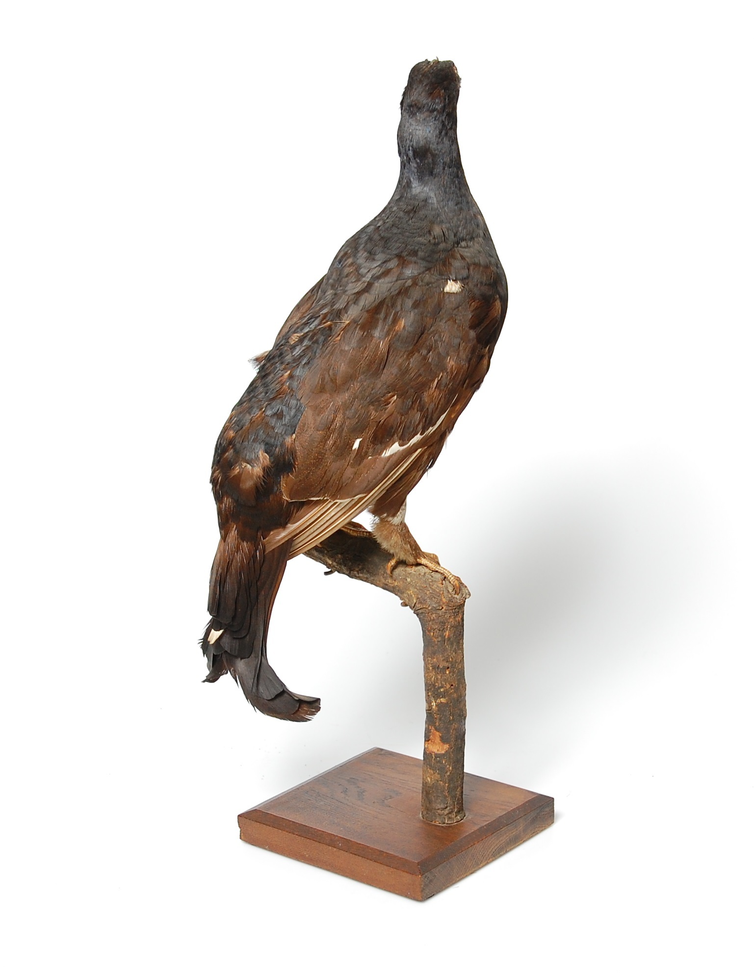 Images for 189735. ORRE, stuffed, 1940s by curator Philip Persson ...