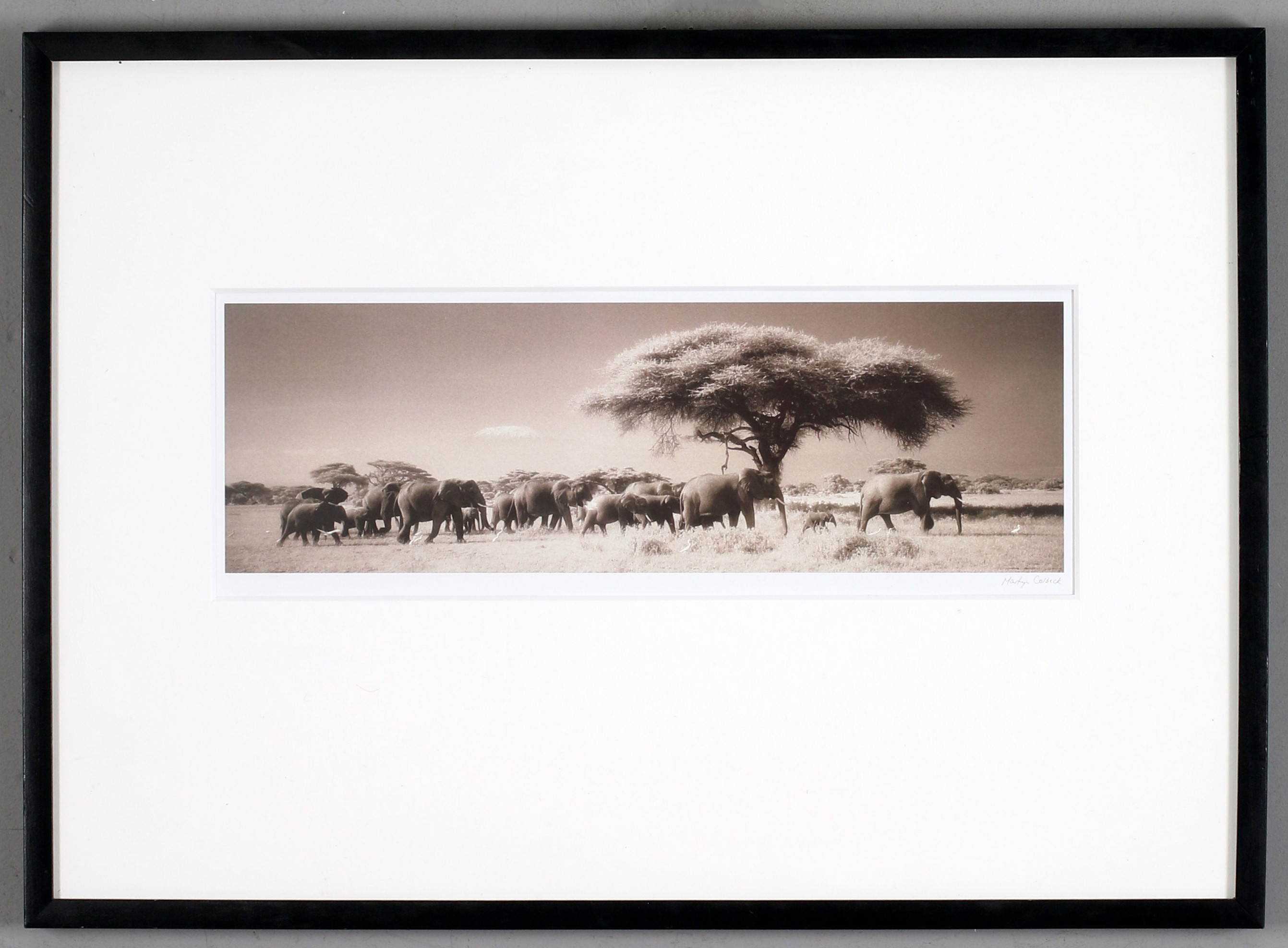 MARTYN COLBECK. Elefanter, offsettryck, Signerad i trycket. | Barnebys