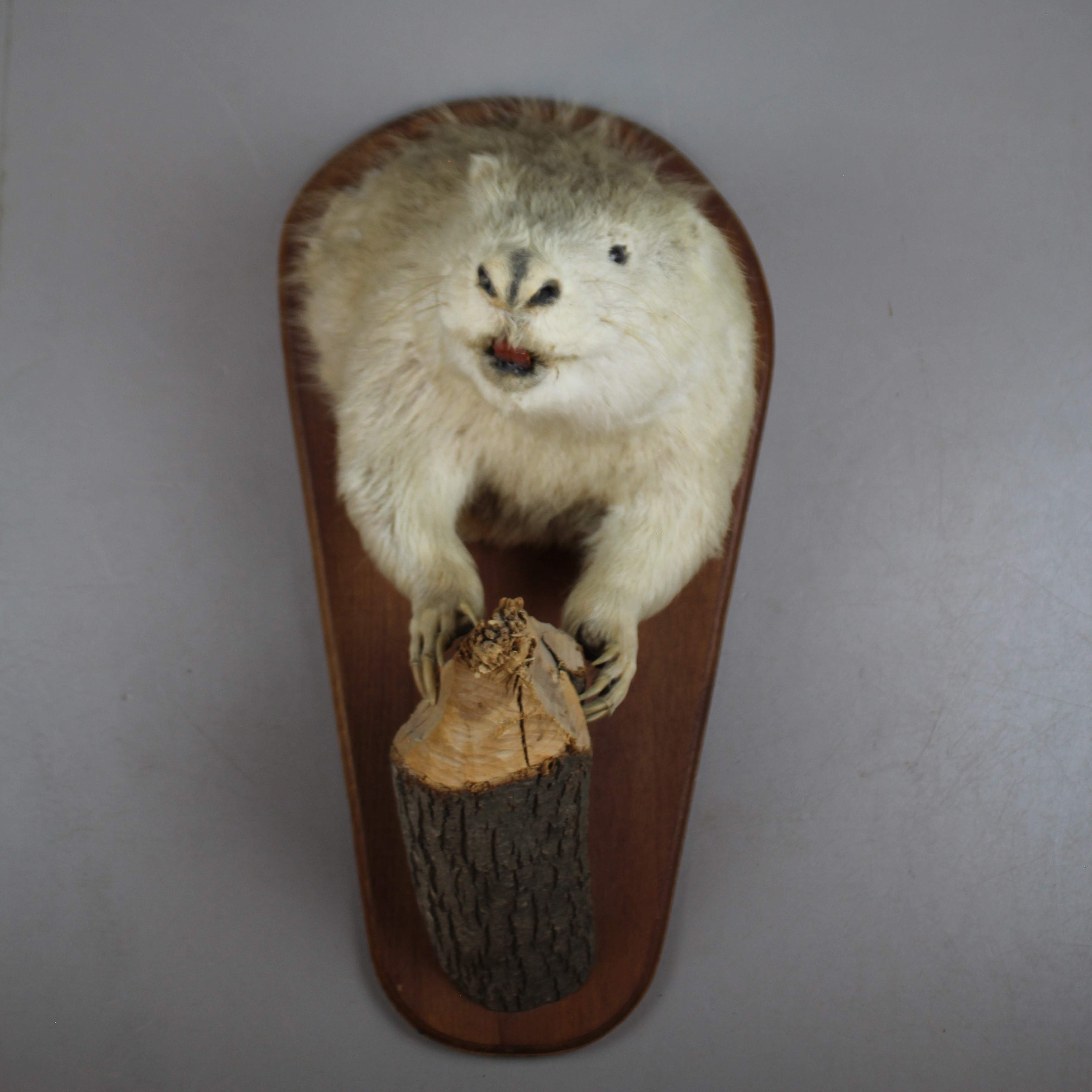 Images for 1980212. TAXIDERMI BEAVER mounted on wall plate. - Auctionet