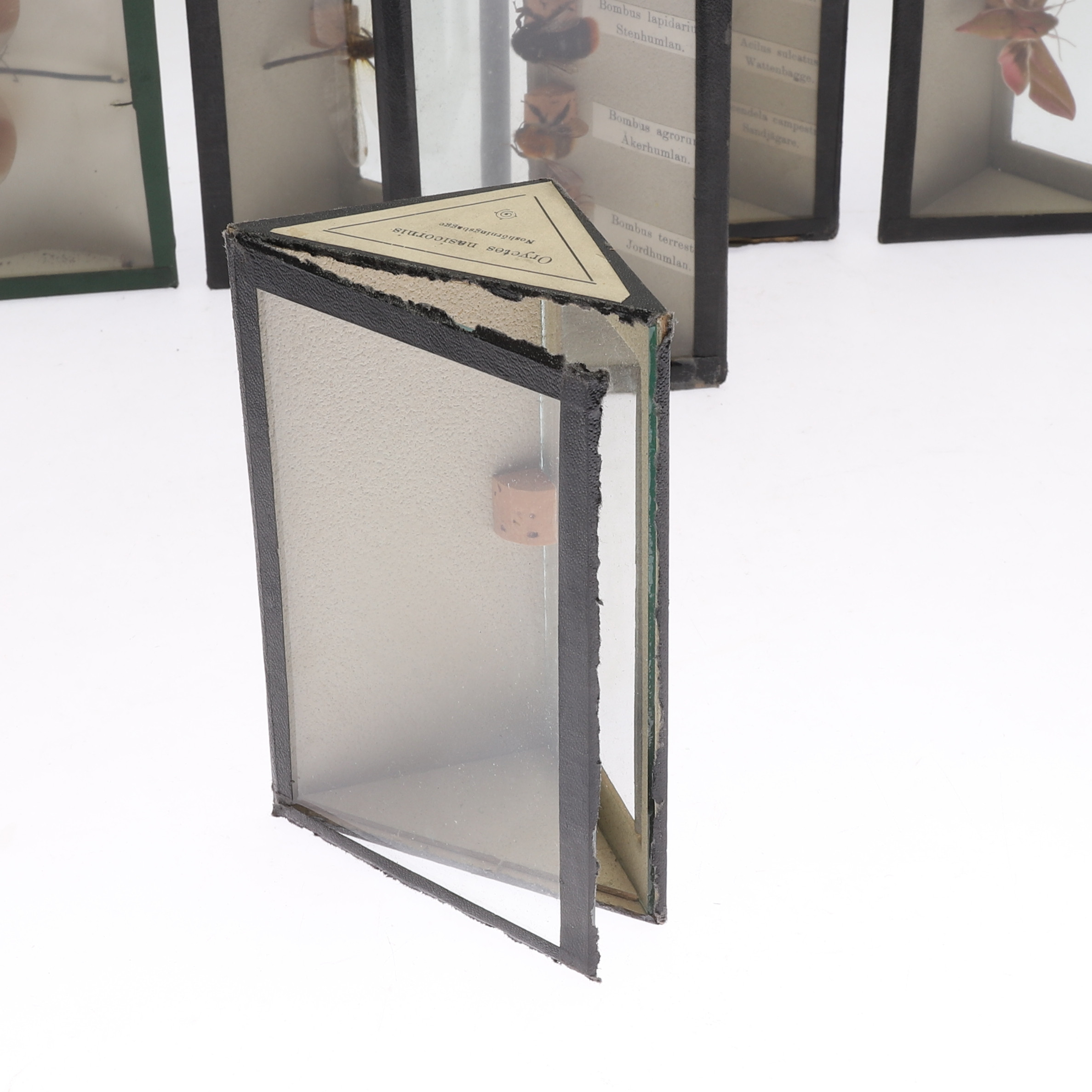 Bilder för 2048720. SAMLING AV INSEKTER, uppstoppade, omkring 1900 ...