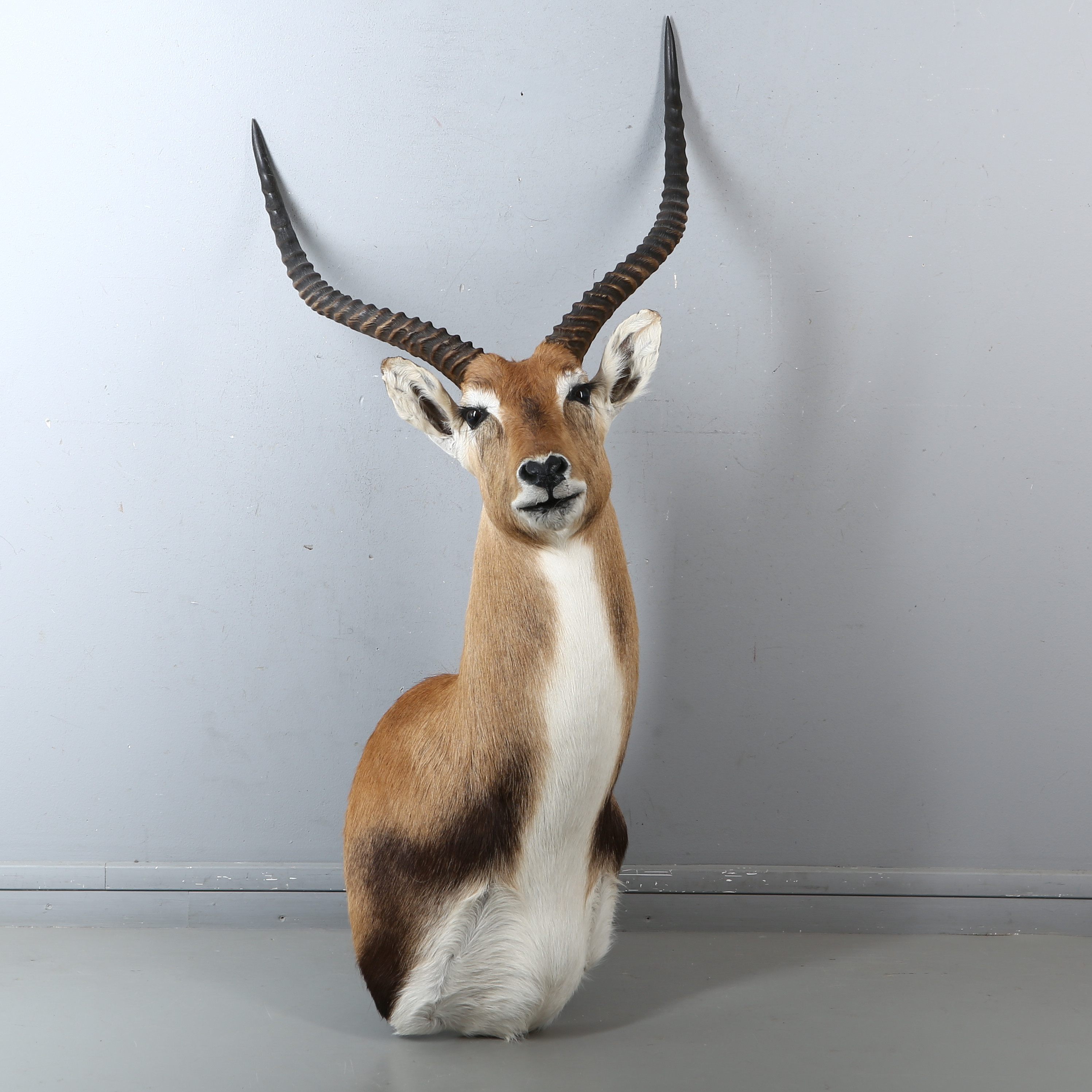 Images for 2052433. HUNTING TROPHY Bow mount, LECHWE waterbuck, South ...