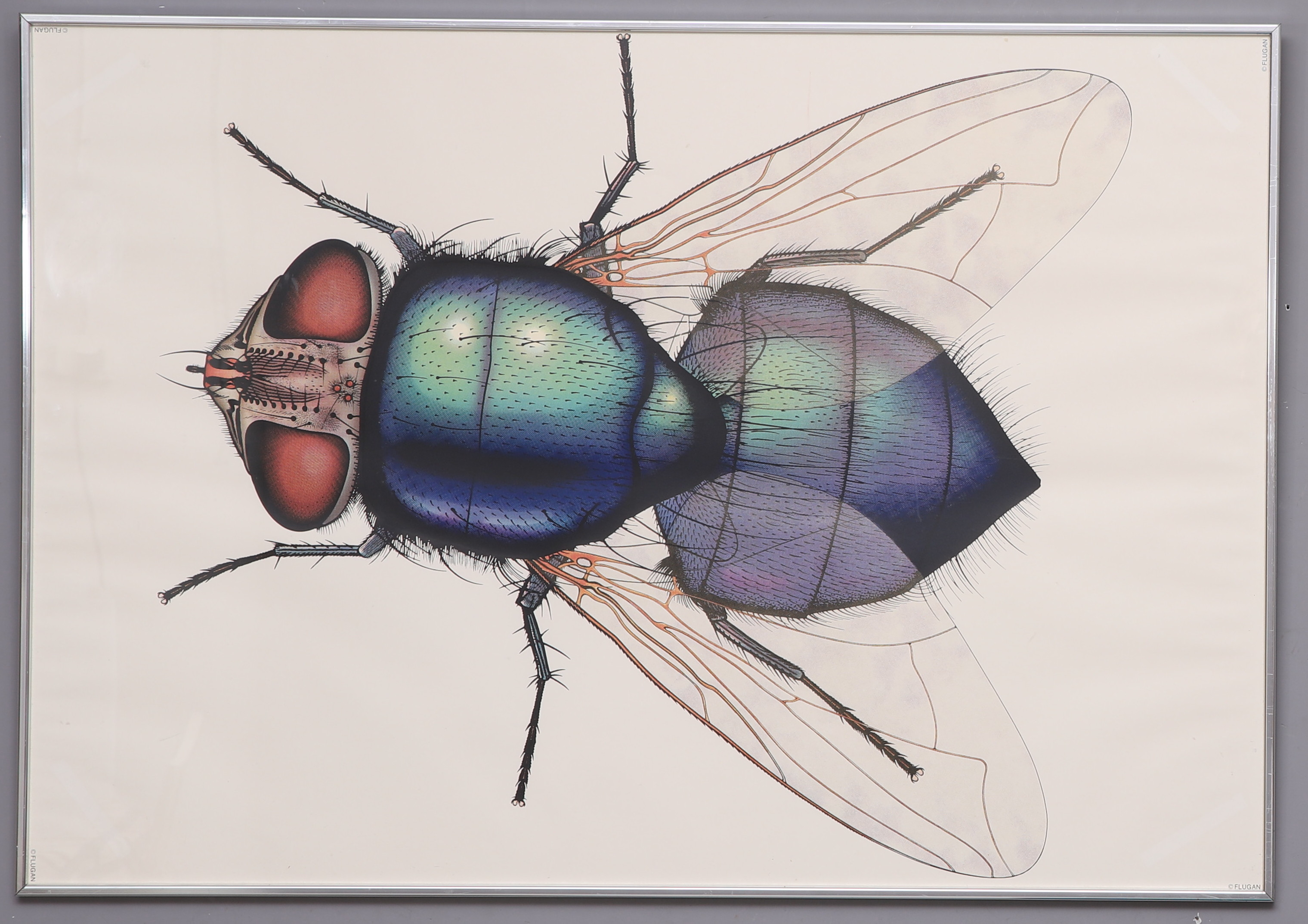 ANDERS ÖSTERLIN. affisch, ''Flugan''. | Barnebys