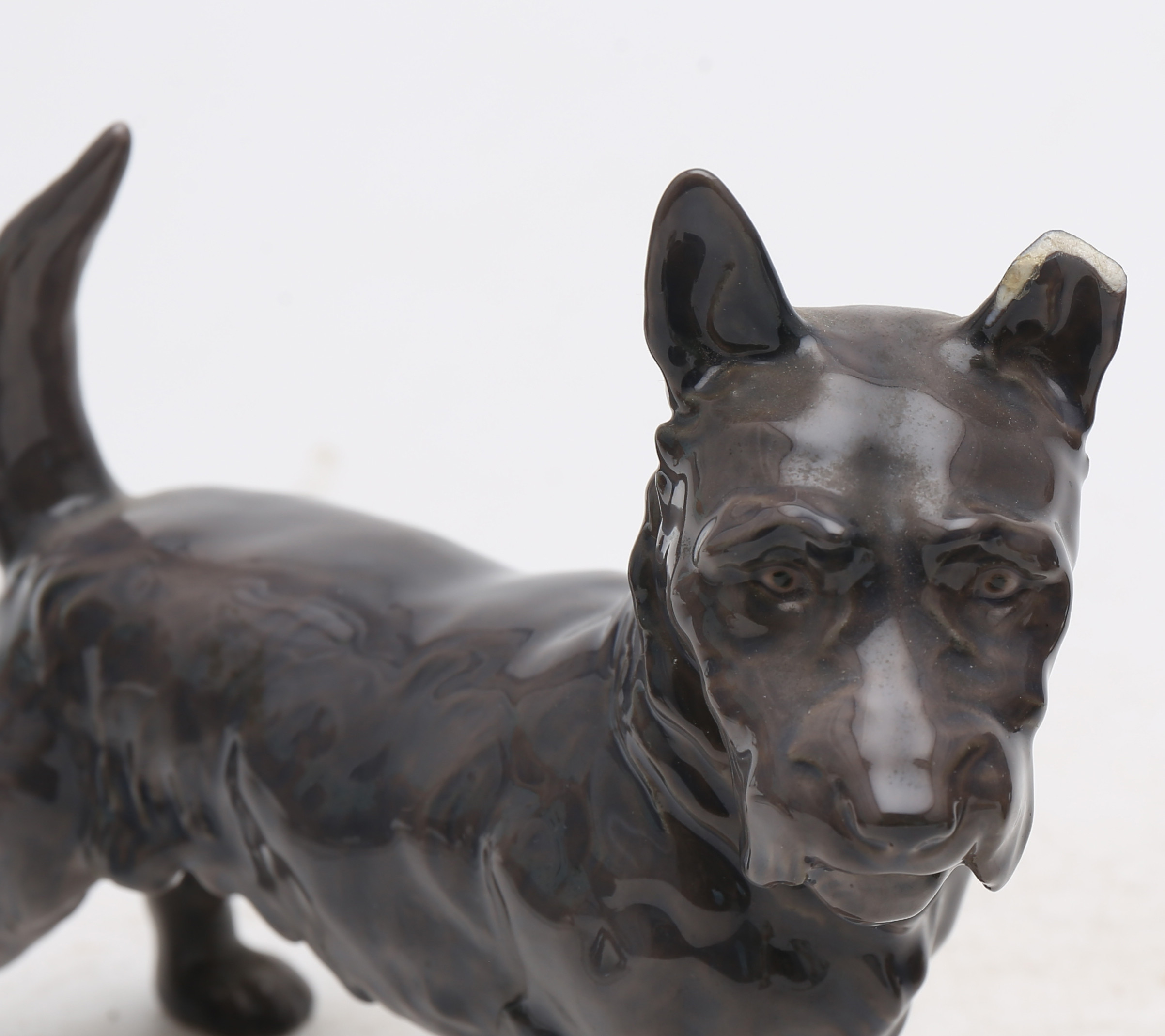 Bilder zu 2117631. Bärenjunge und vier Hunde aus deutschem und ...