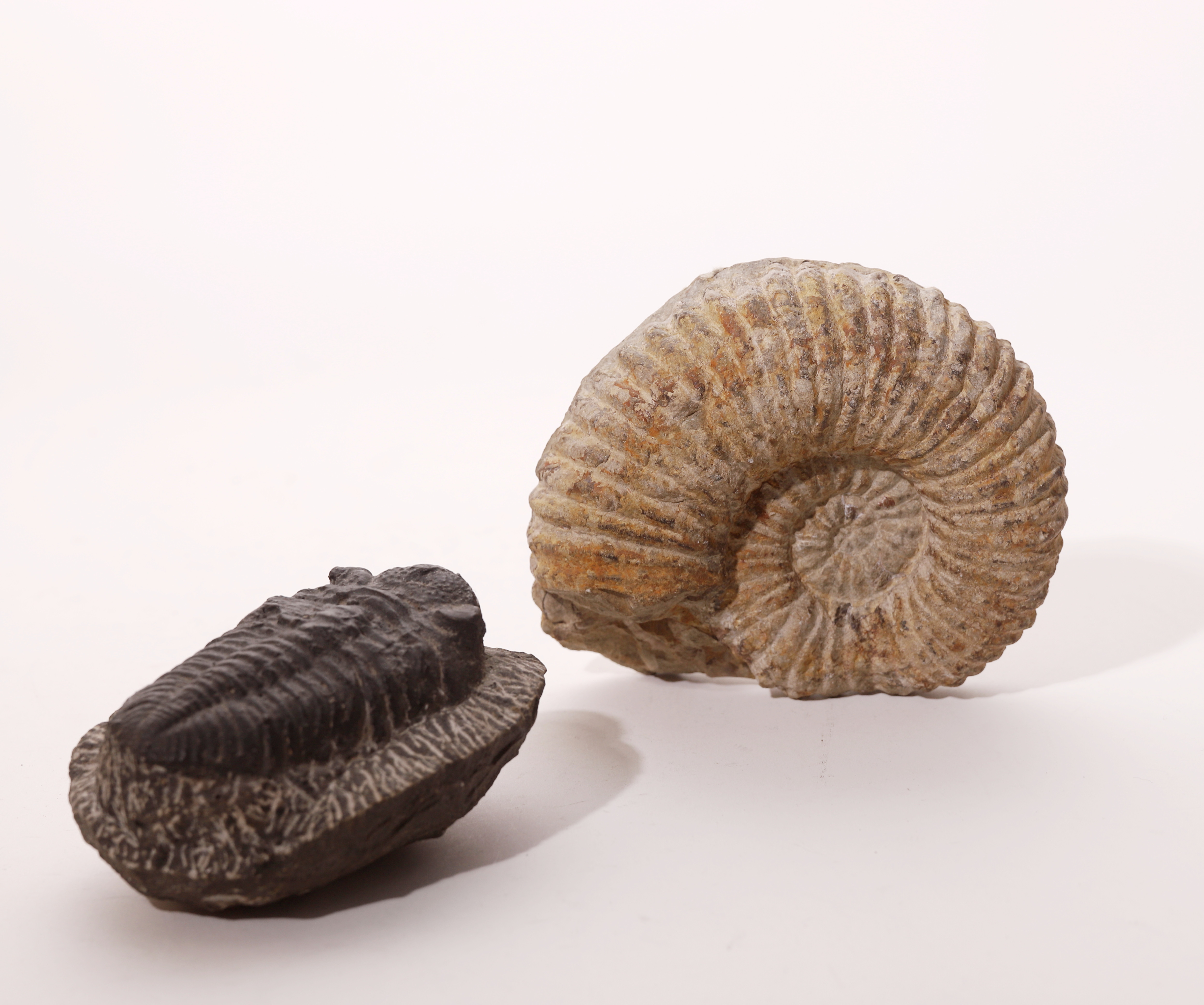 Images for 2137532. TWO FOSSILS, Ammonites and Trilobites. - Auctionet
