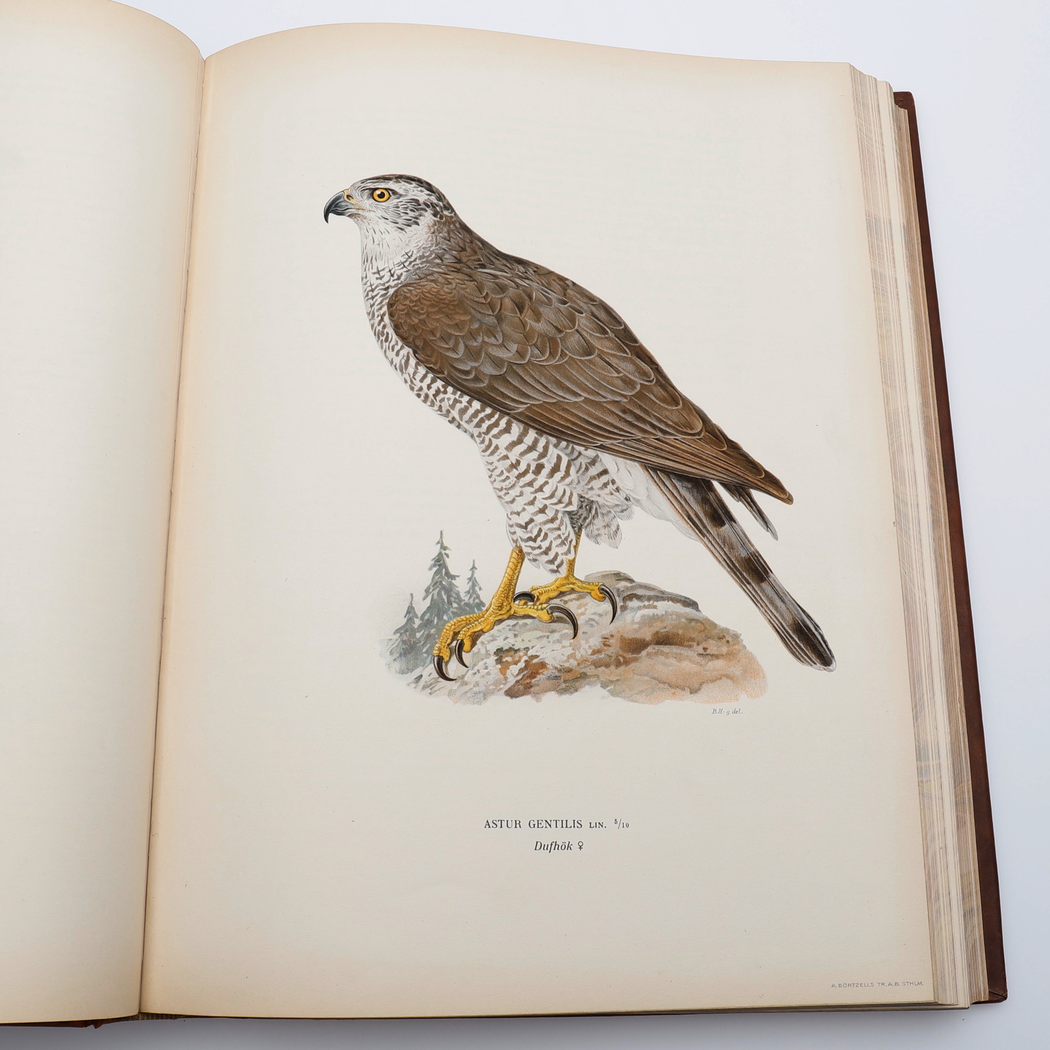 Images for 2302849. THE WRIGHT BROTHERS' SWEDISH BIRDS IN THE NUMBERED ...