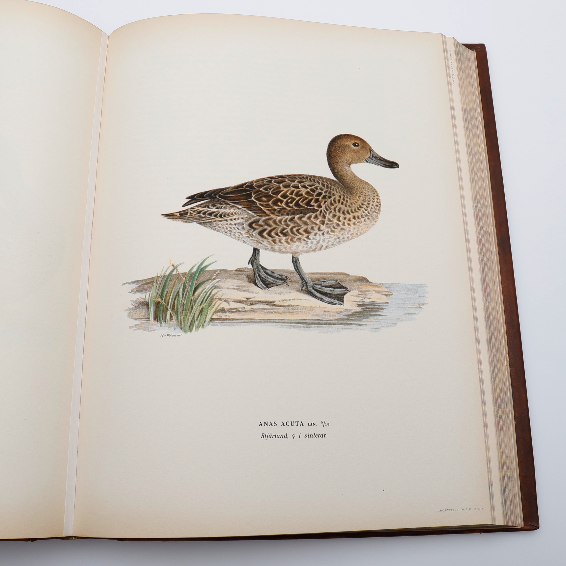 Images for 2302849. THE WRIGHT BROTHERS' SWEDISH BIRDS IN THE NUMBERED ...