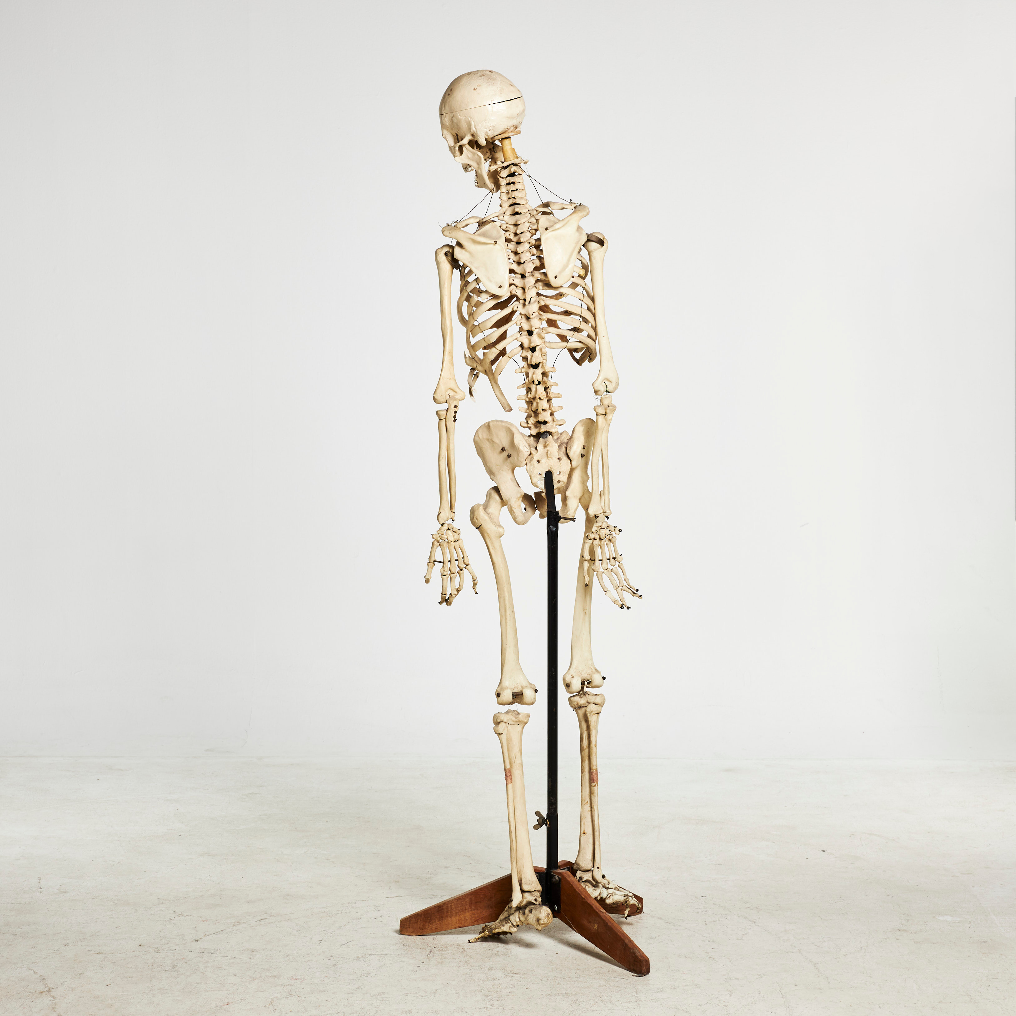 Images for 2371817. ANATOMICAL MODEL, human skeleton on scaffold, cast ...