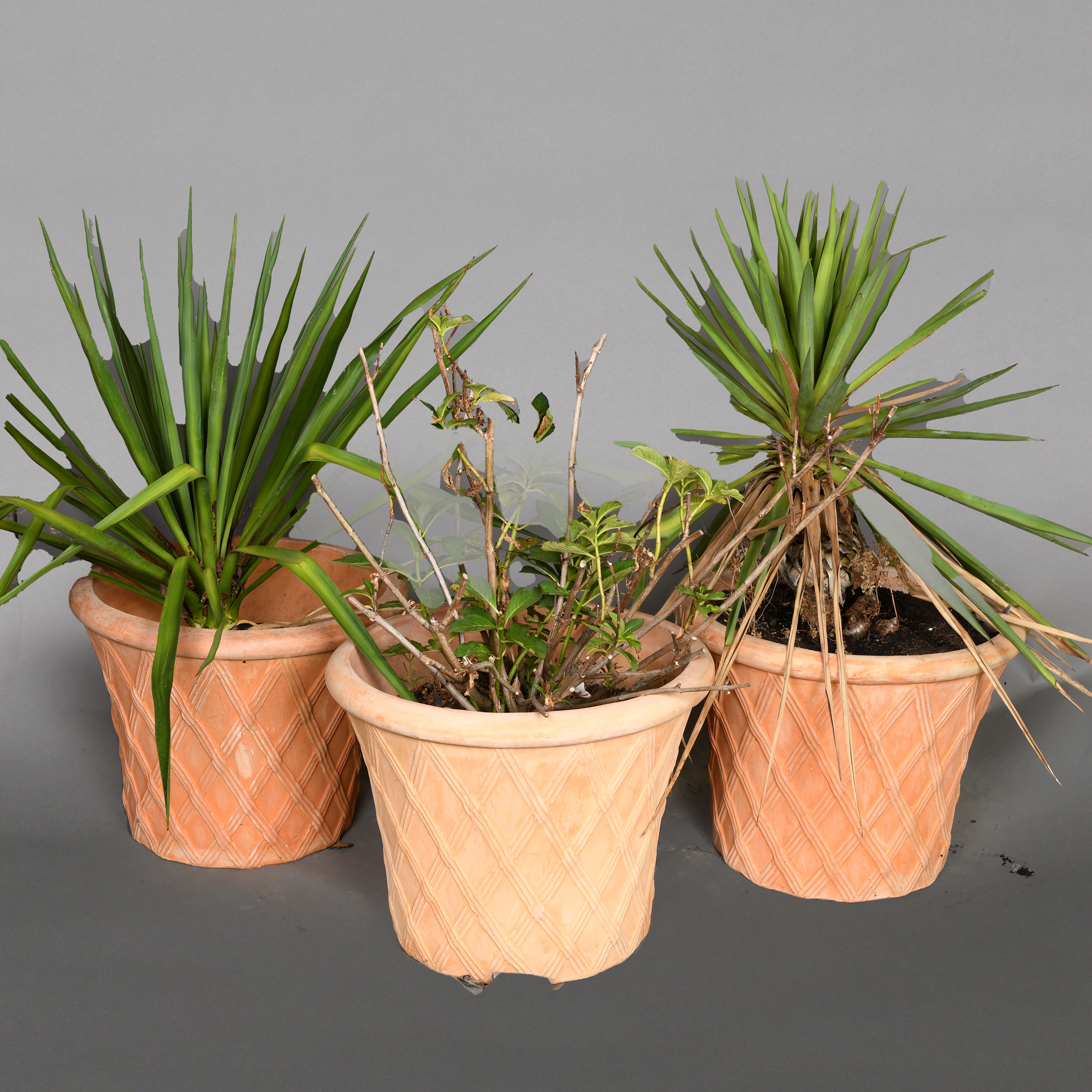 Images for 2389724. A SET OF THREE TERRACOTTA LATTICE DESIGN PLANTERS ...