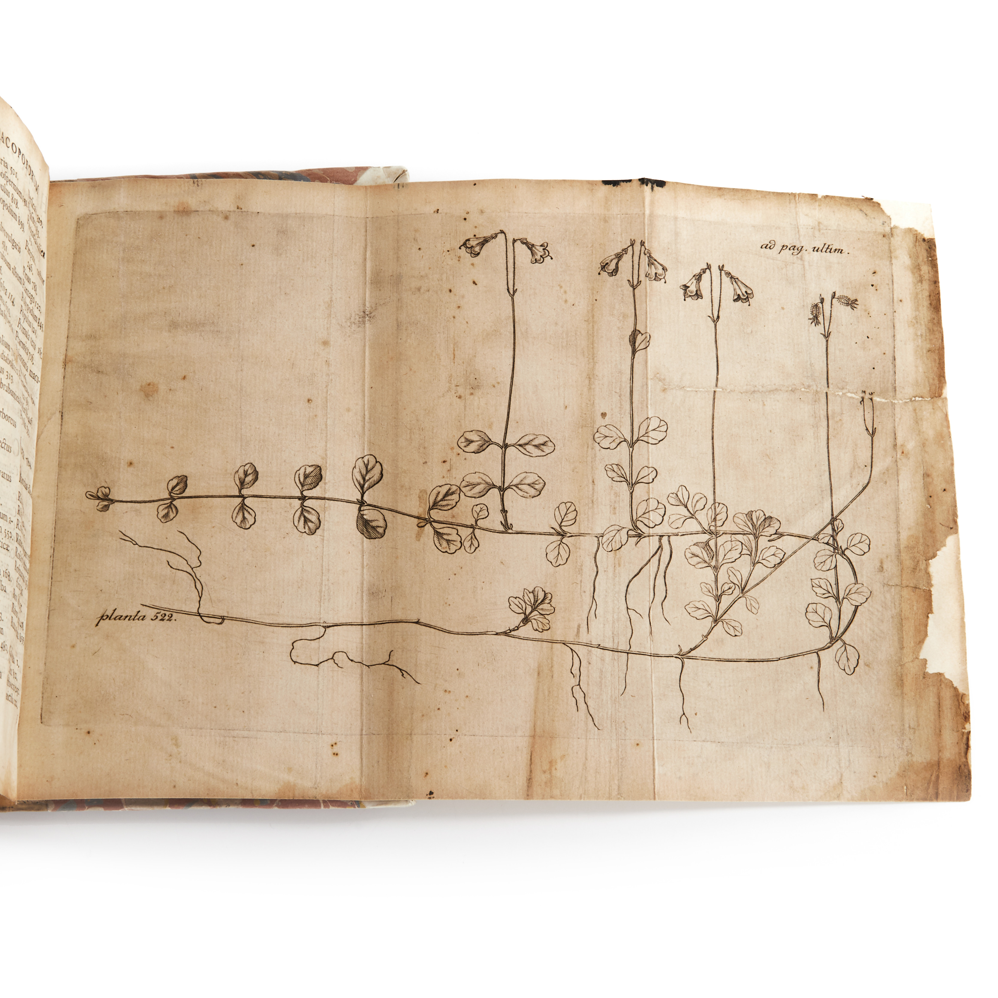 2405167. CARL VON LINNÉ, 2 osaa "FLORA SVECICA", Exhibens PLANTAS, 1 ...