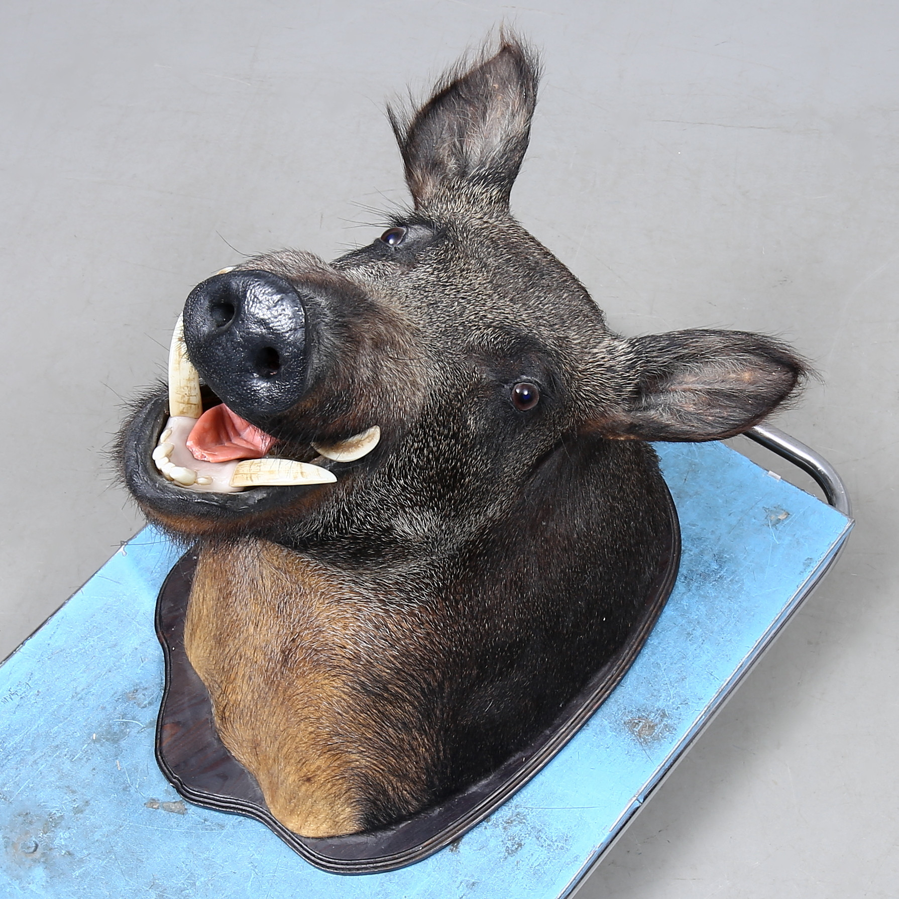 Images for 2451190. HUNTING TROPHY, boar's head, bow mount on wooden ...