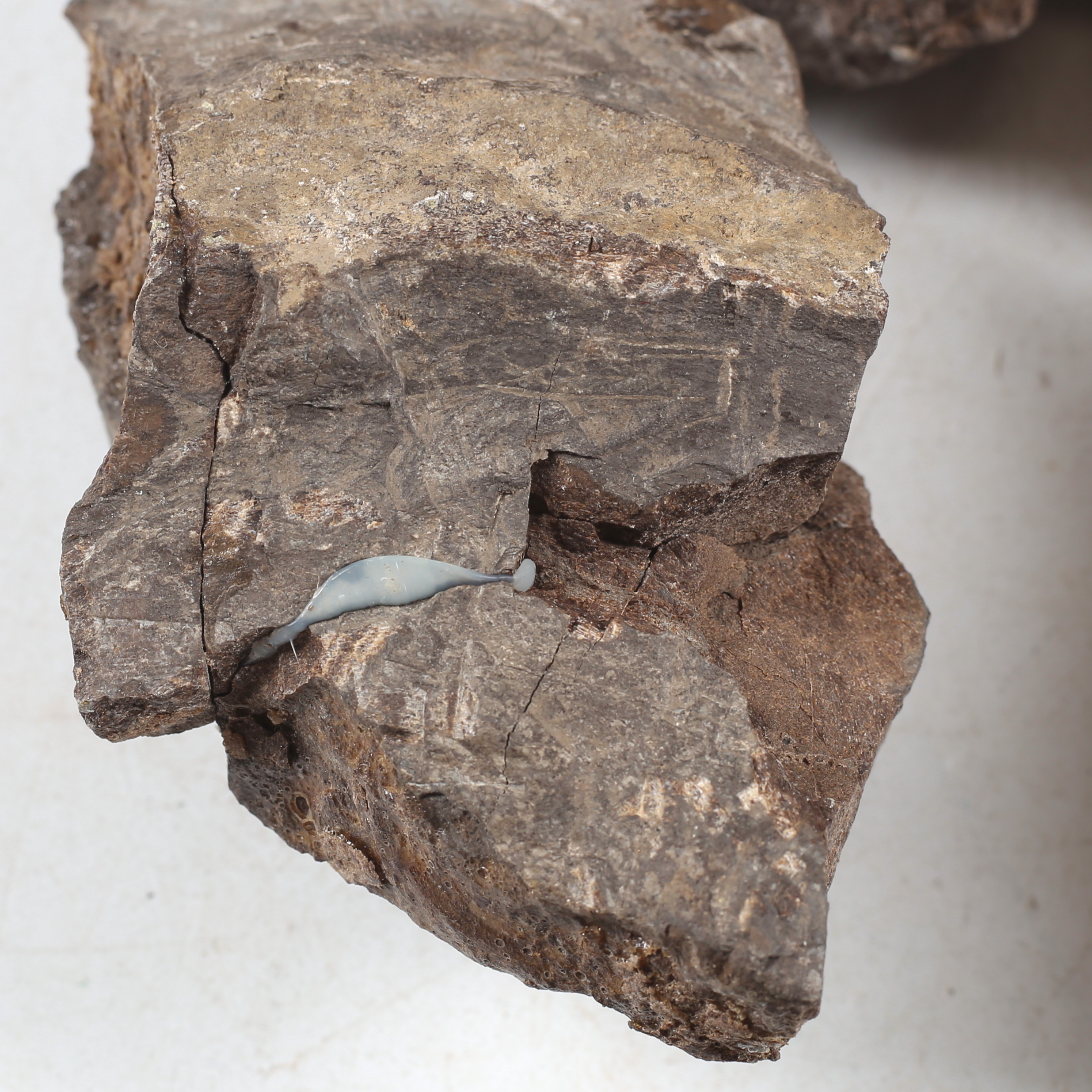 Images for 2451809. FOSSIL ROCKS, Jurassic period, Jura 201 – 145 ...