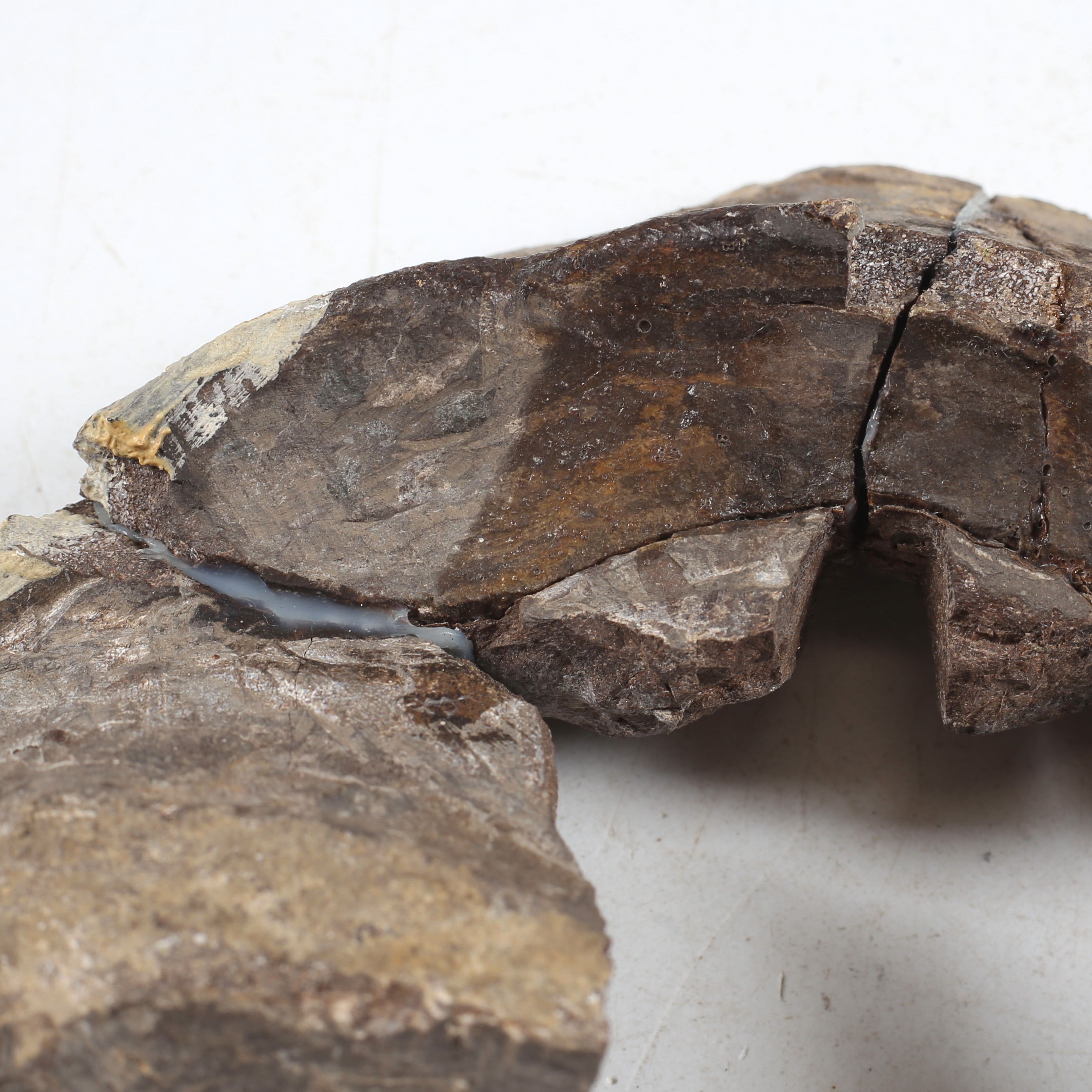 Images for 2451809. FOSSIL ROCKS, Jurassic period, Jura 201 – 145 ...