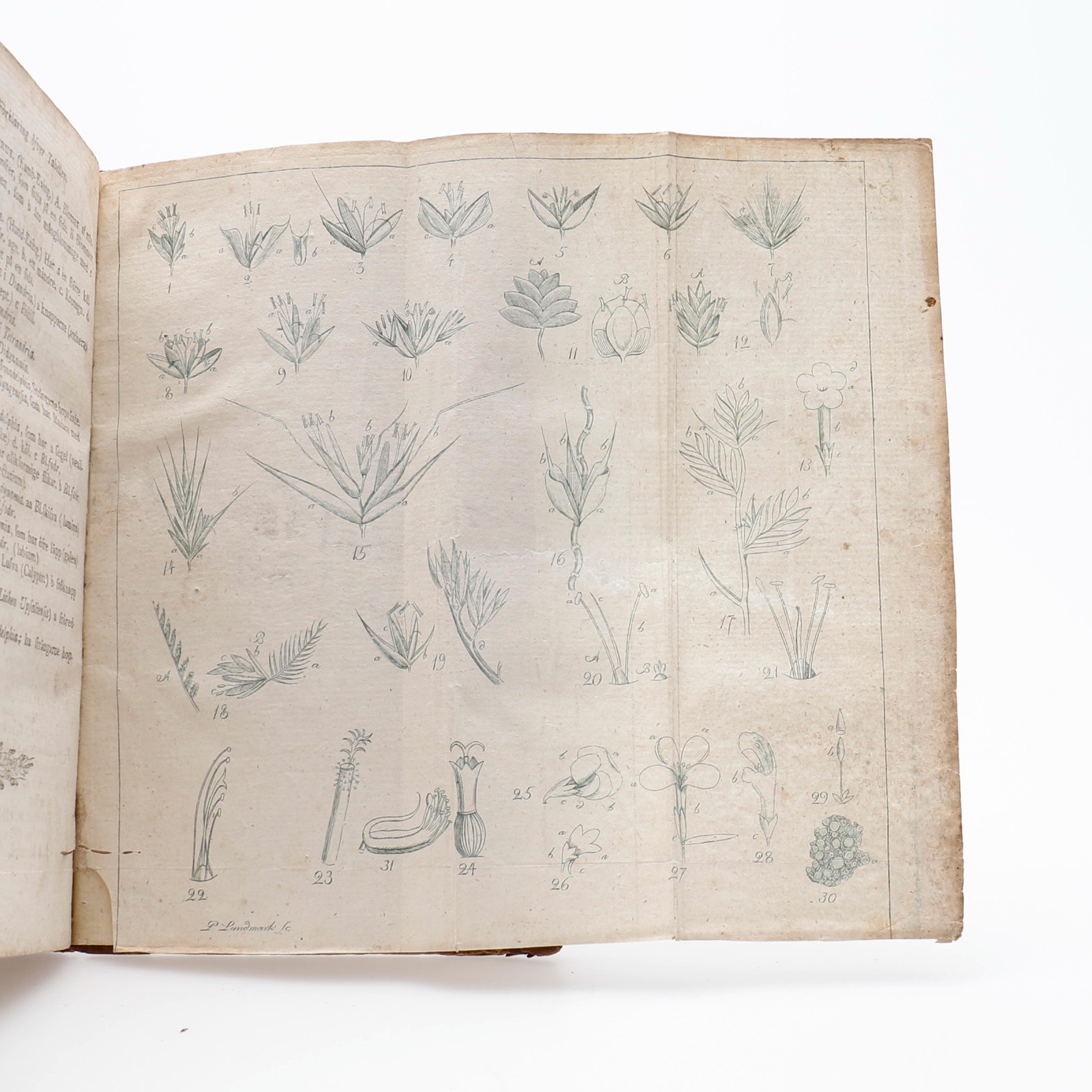 Images for 2459257. BOTANY. SAMUEL LILJEBLADS DRAFT FOR A SWEDISH FLORA ...