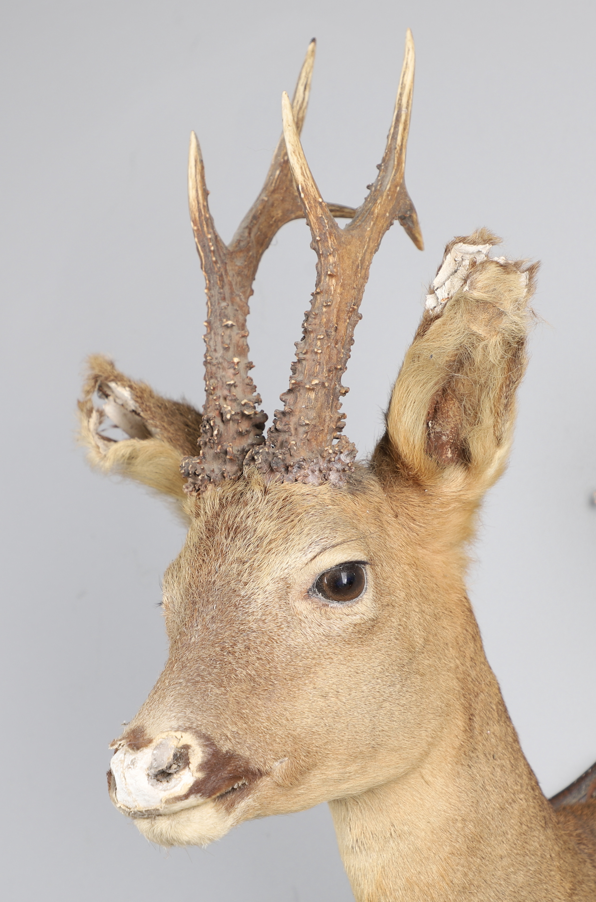 Images for 2461273. TAXIDERMY - MOUNTED DEER HEAD, NEW FOREST 1959 ...