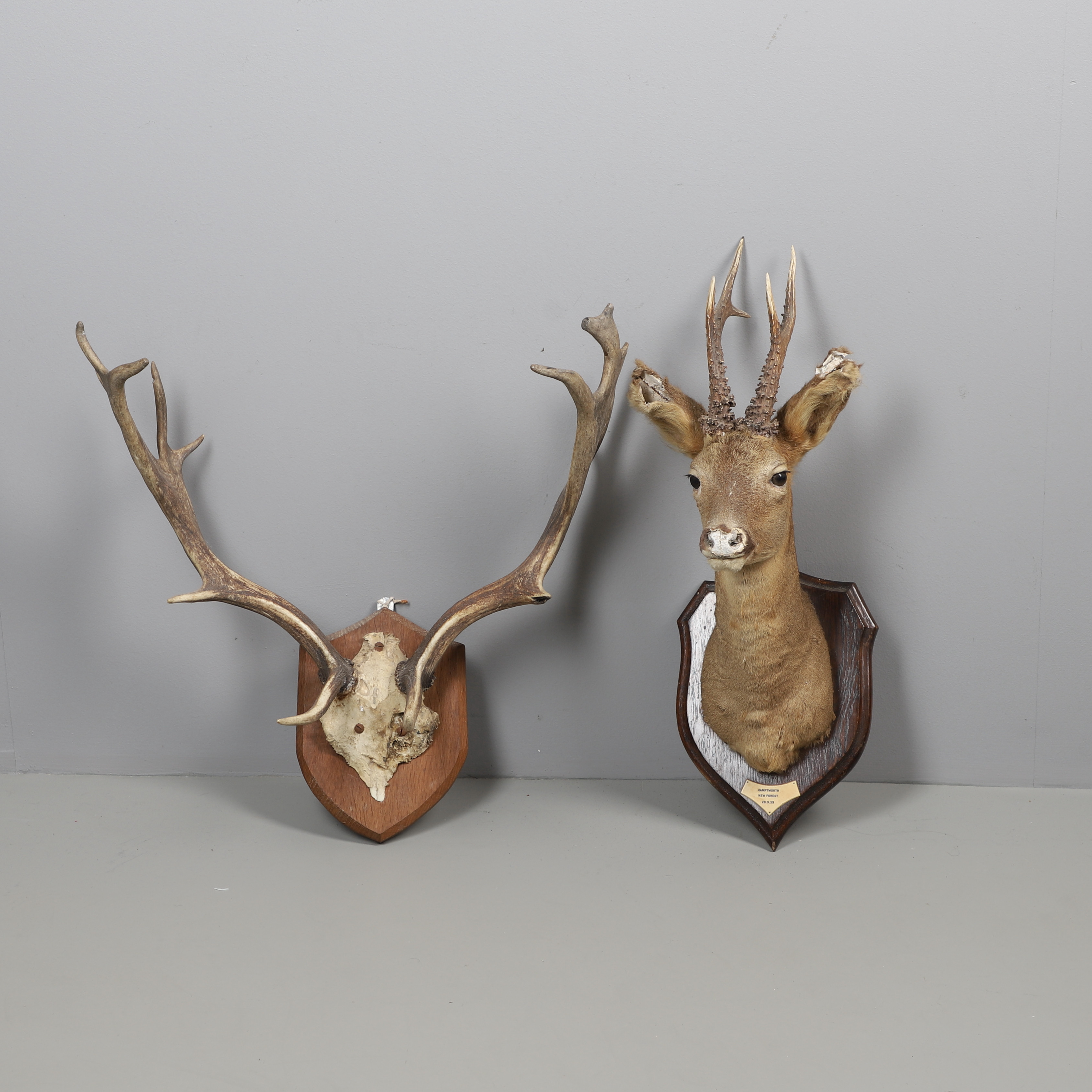 Images for 2461273. TAXIDERMY - MOUNTED DEER HEAD, NEW FOREST 1959 ...