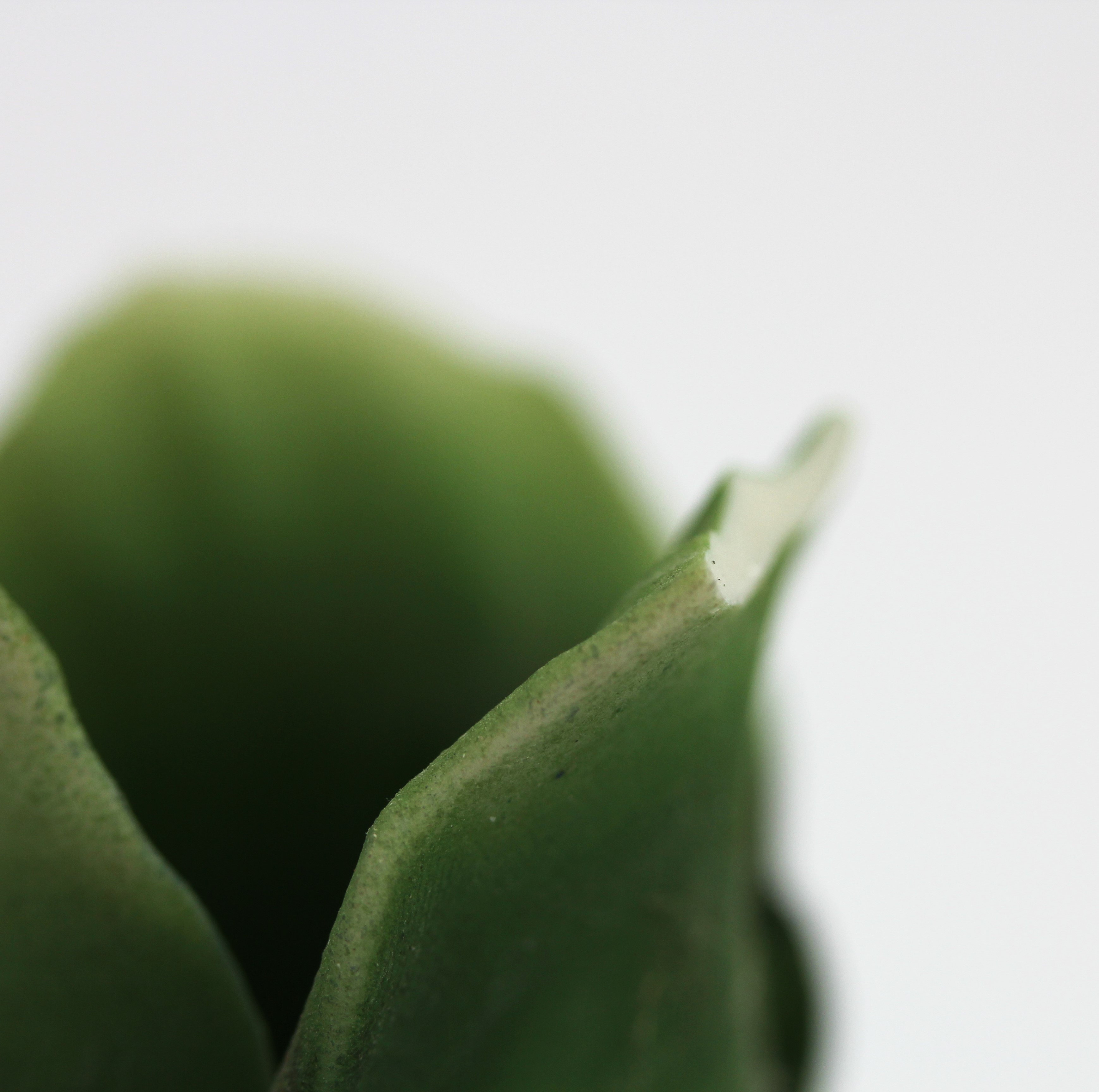 Images for 2474744. CAPODIMONTE BLUE ROSE CANDLESTICKS. - Auctionet