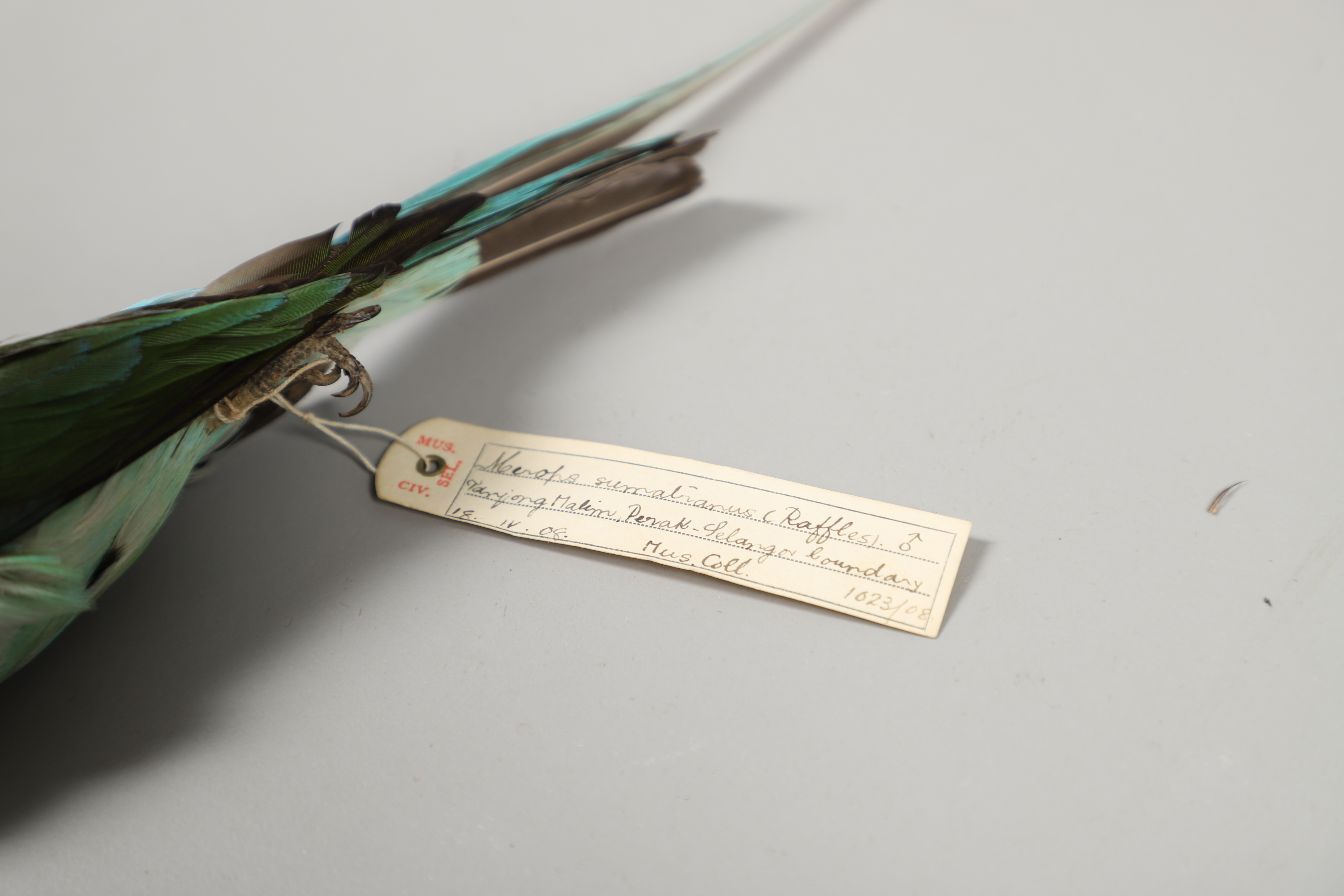 Images for 2498811. TAXIDERMY - COLLECTION OF EARLY 20THC BIRD ...