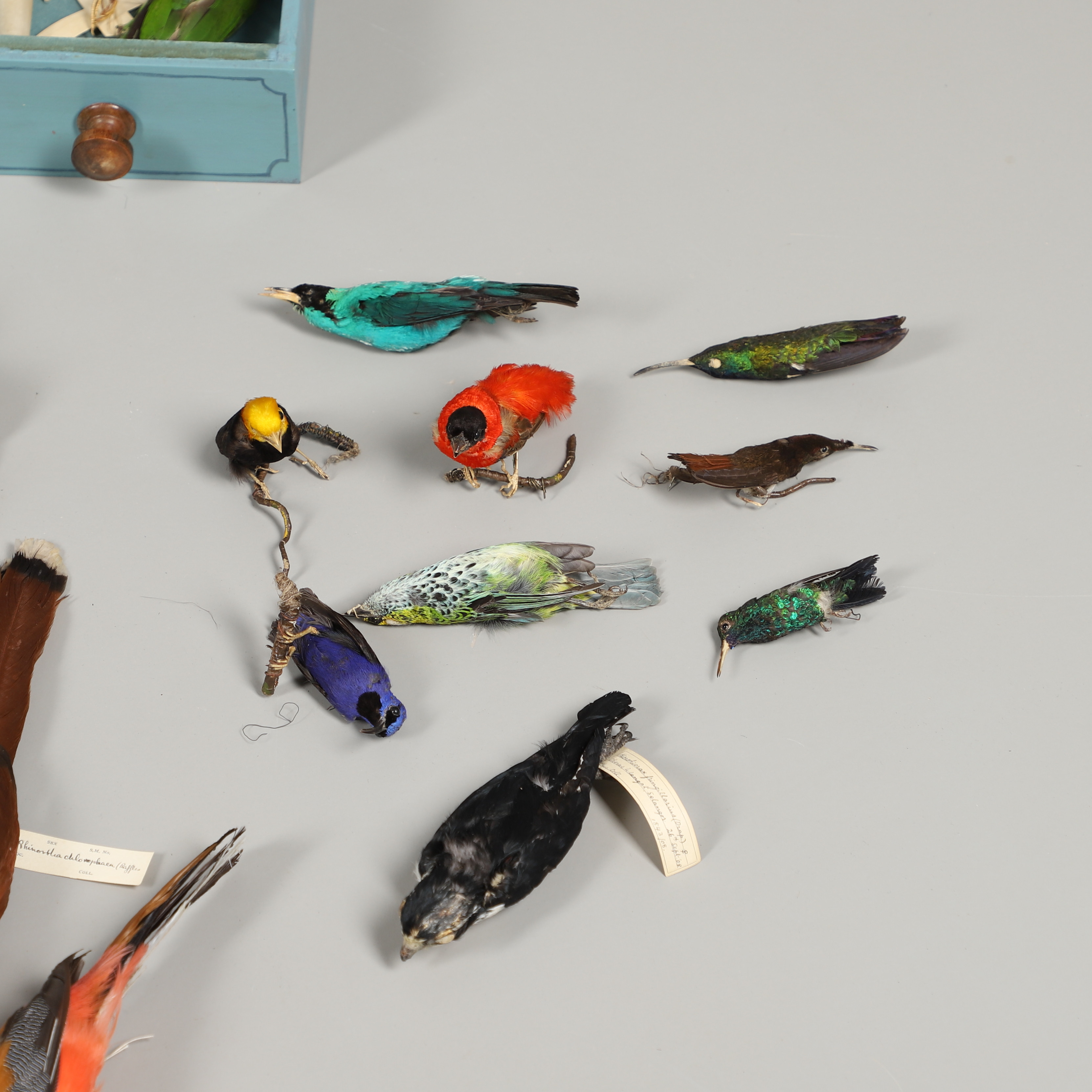 Images for 2498811. TAXIDERMY - COLLECTION OF EARLY 20THC BIRD ...