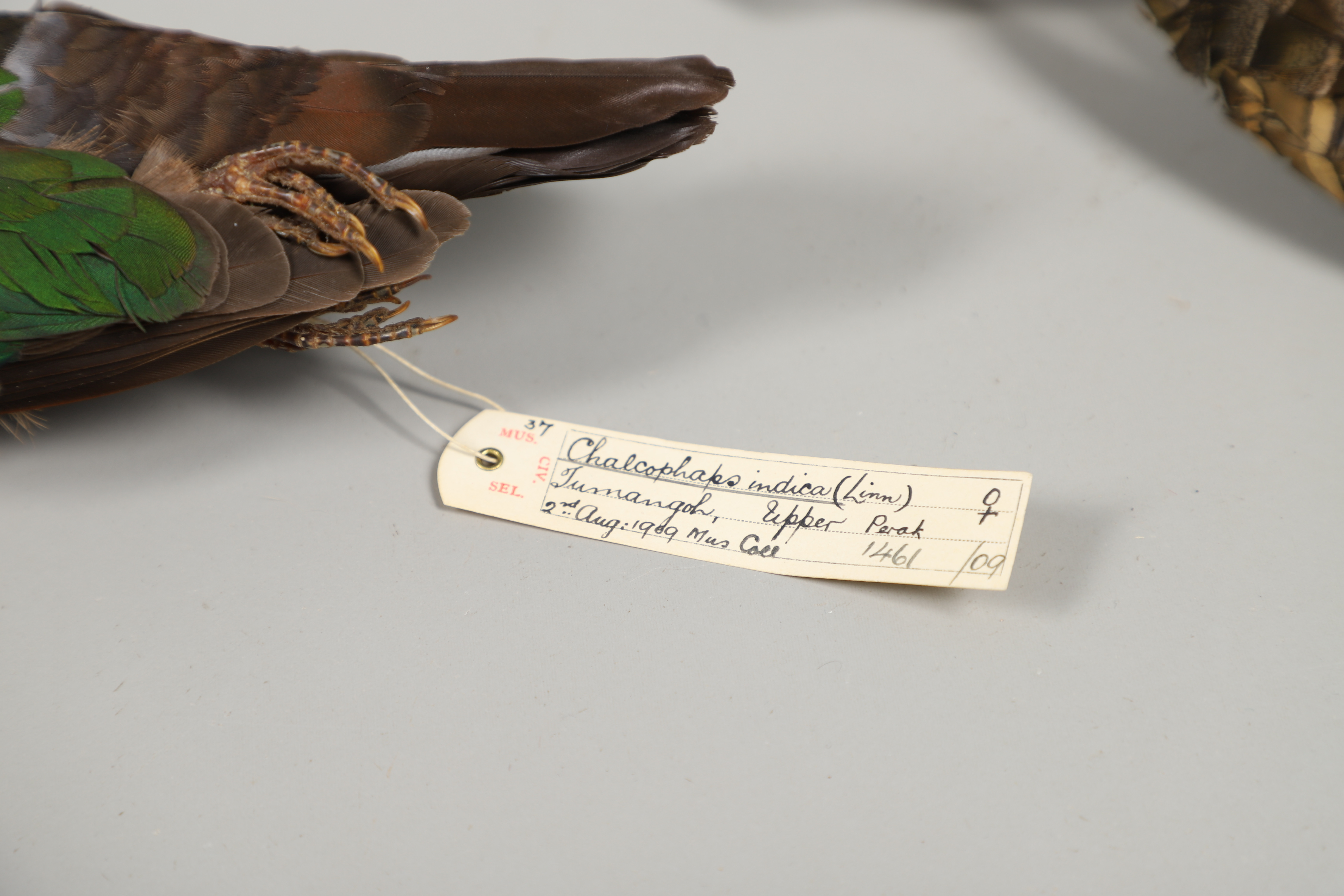 Images for 2498811. TAXIDERMY - COLLECTION OF EARLY 20THC BIRD ...