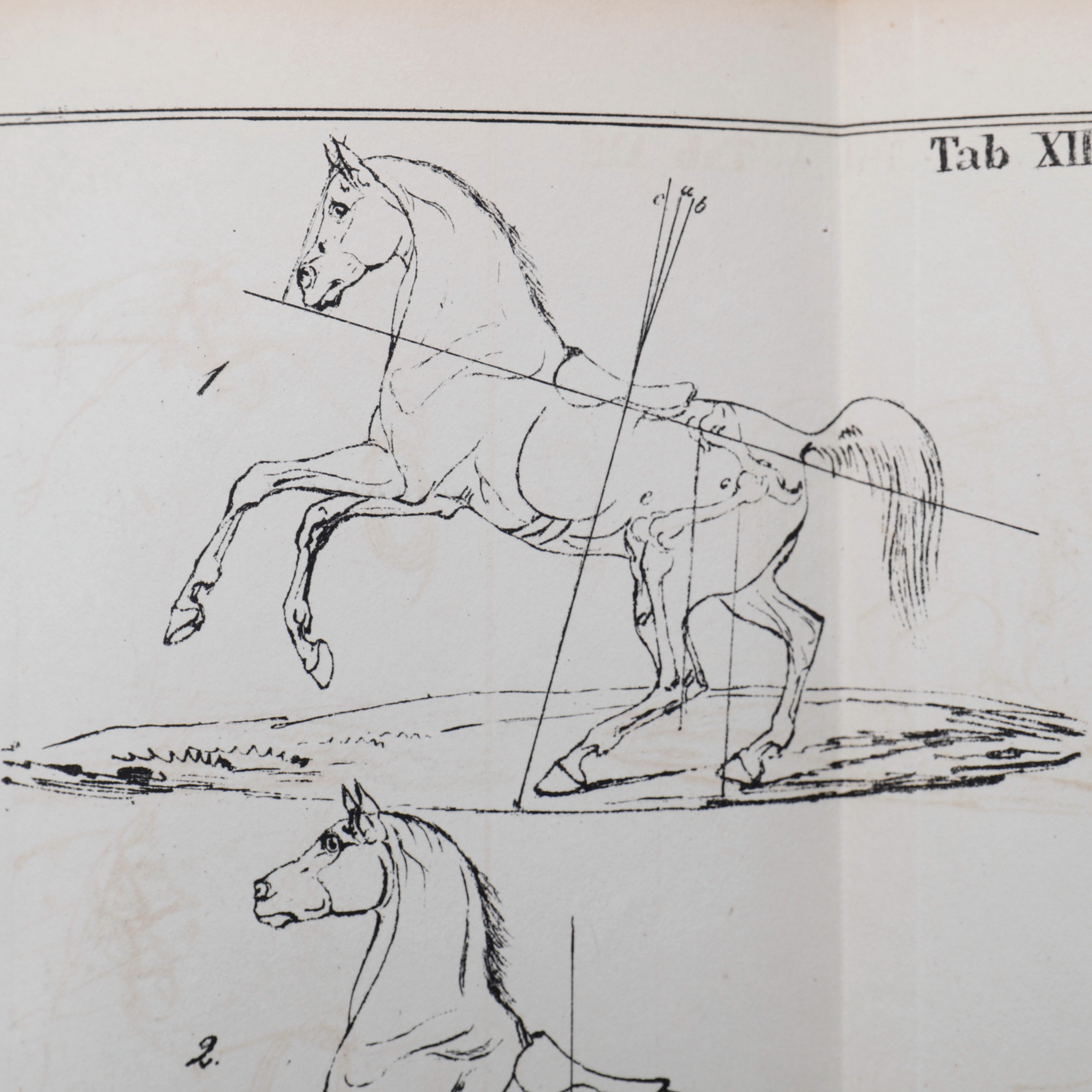 Images for 2573435. HIPPOLOGY. TWO WORKS FROM THE 19TH CENTURY WITH ...