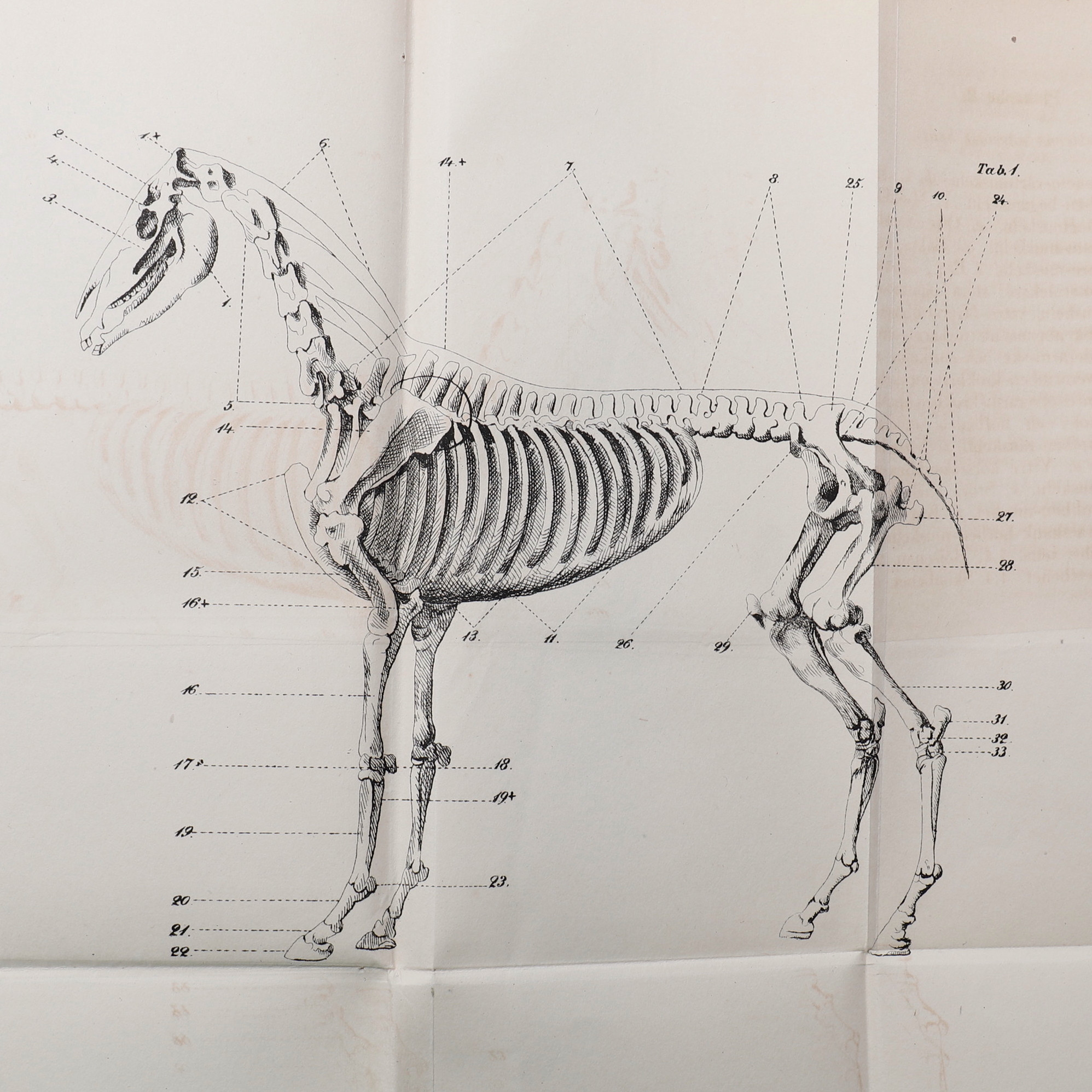 Images for 2573435. HIPPOLOGY. TWO WORKS FROM THE 19TH CENTURY WITH ...