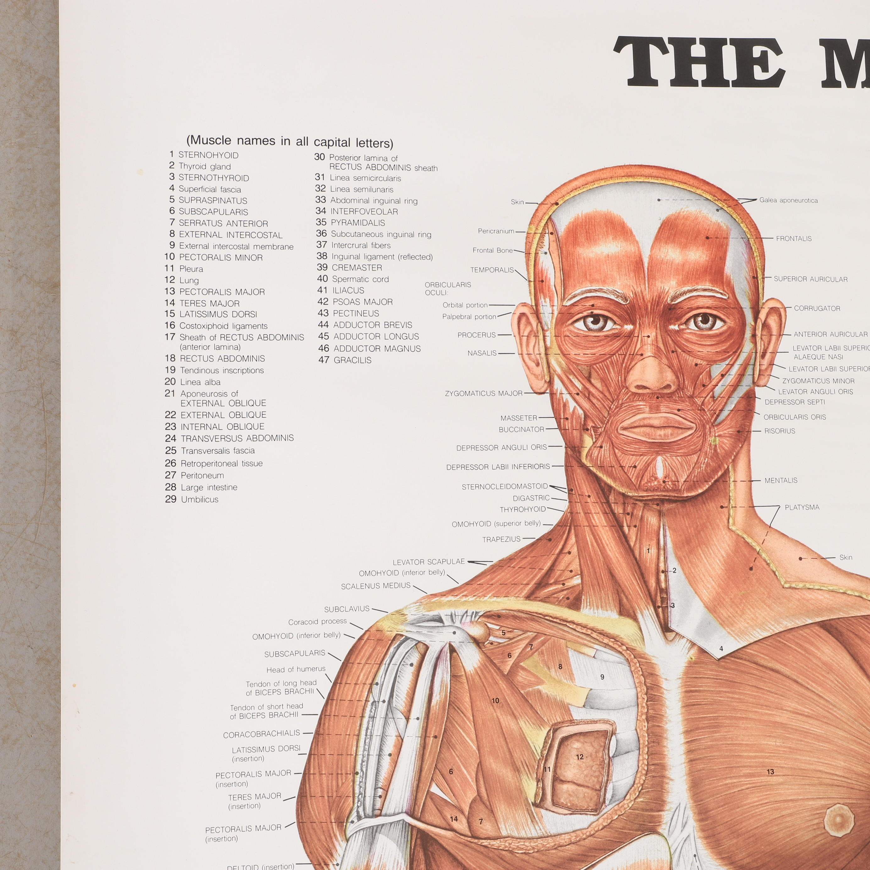 Images for 2634627. PLANCH, "The Muscular System", Anatomical Chart Co ...