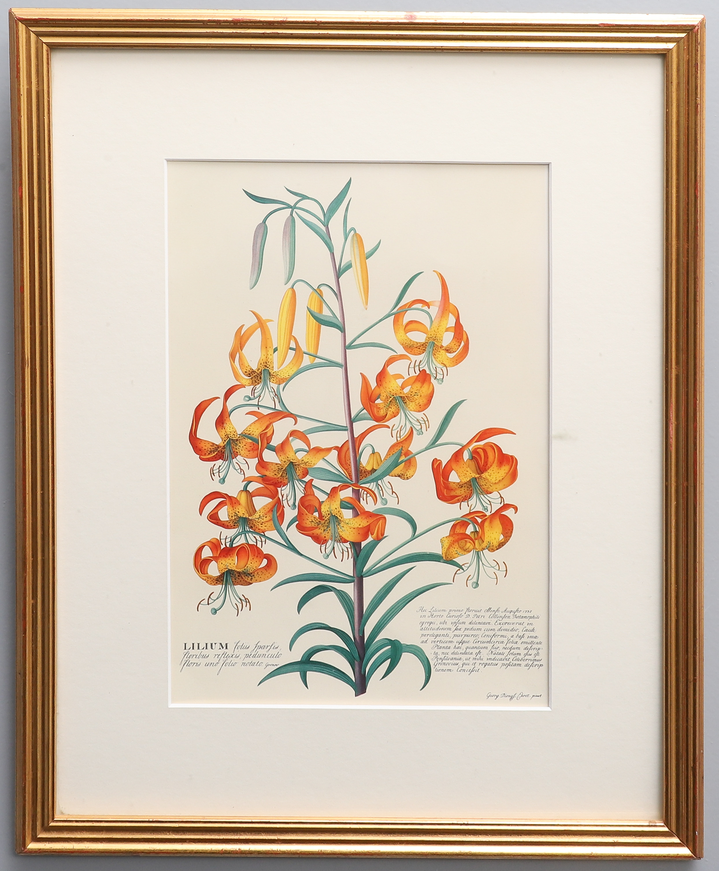 Images for 2679998. GEORGE DIONYSUS EHRET (GERMAN, 1708-1770). TWO ...