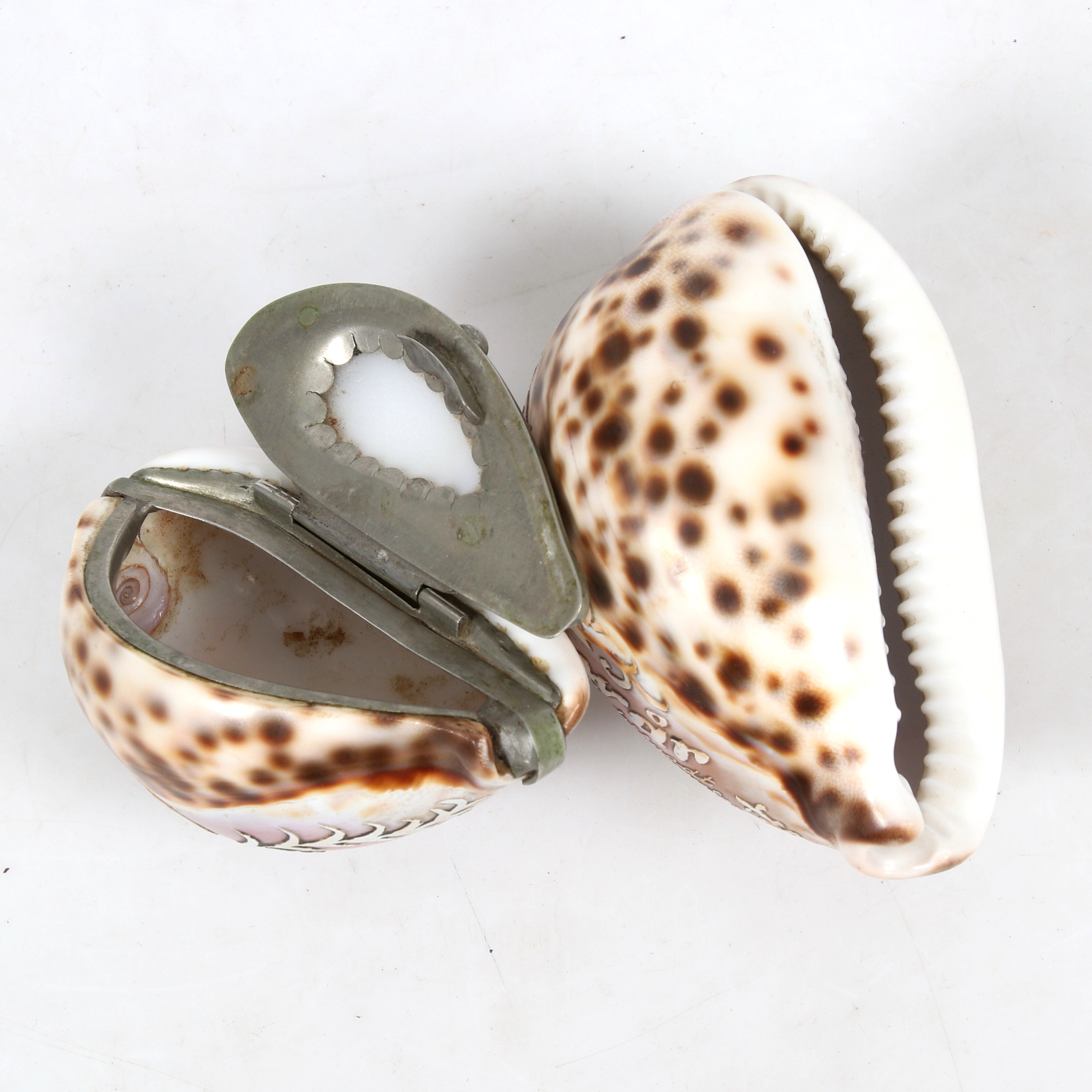 Images for 2792123. SJÖMANSARBETEN 2 pcs, engraved leopard shells ...