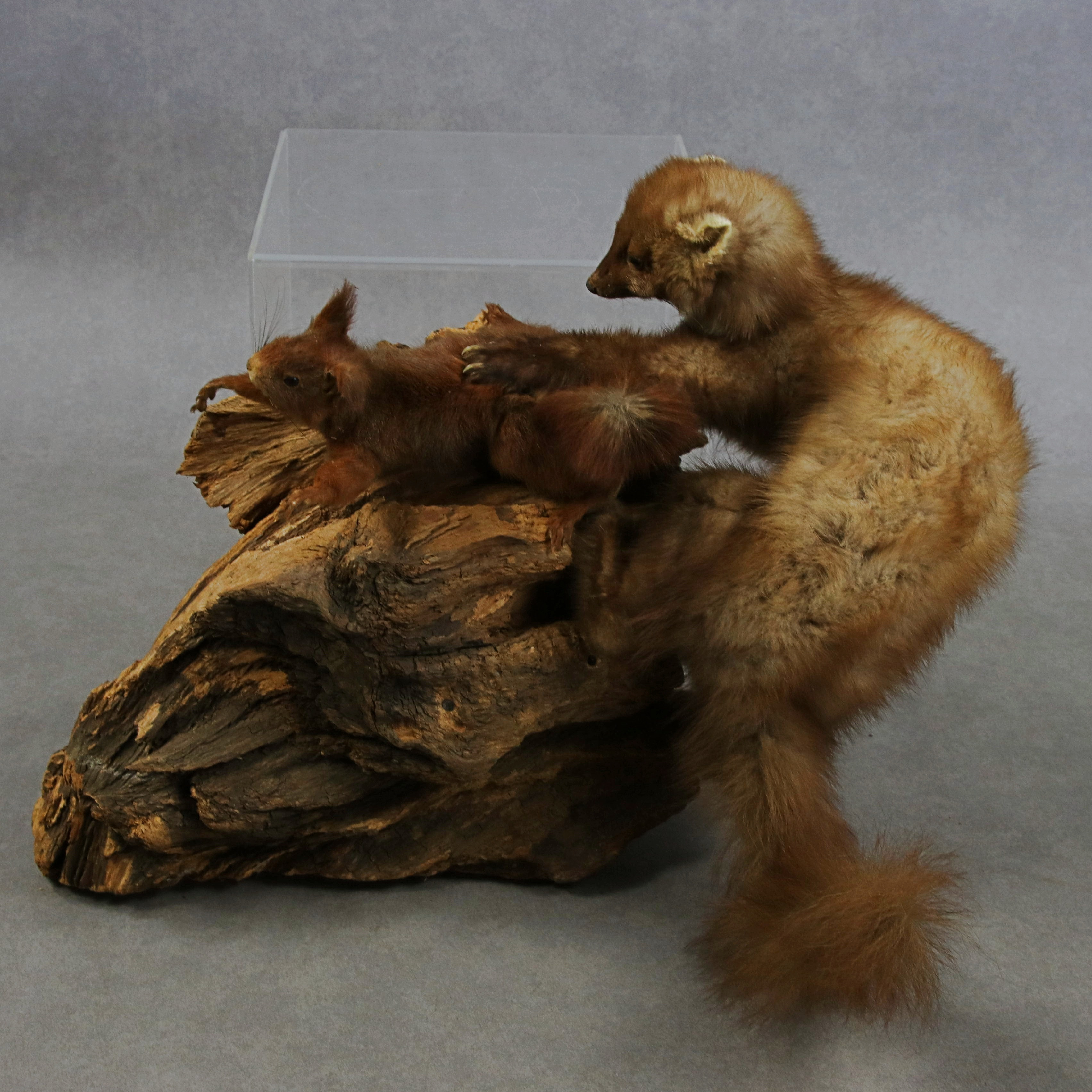 Images for 2808757. STUFFED MART and SQUIRREL mounted on trunk, late ...