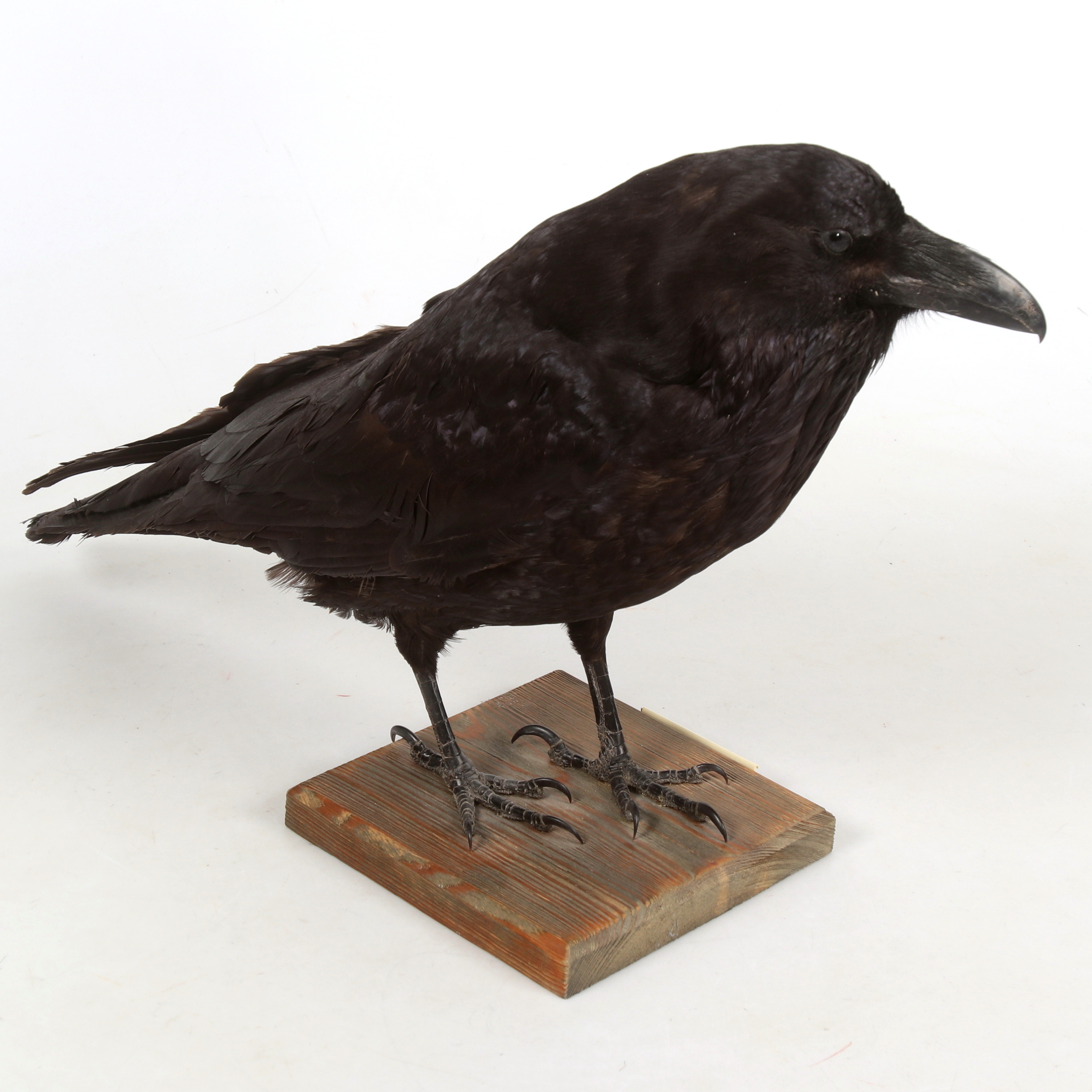 KORP, uppstoppad, 1900-tal. Övrigt - Övrigt - Auctionet