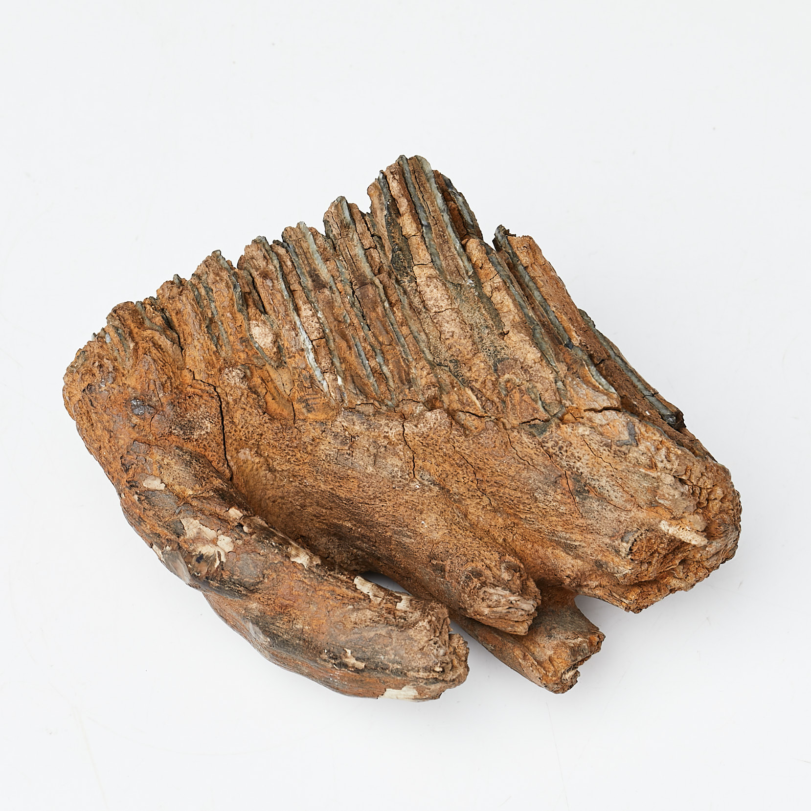 Images for 2865898. FOSSIL MAMMOLUM TEETH Provenance: Ingo Frölich ...