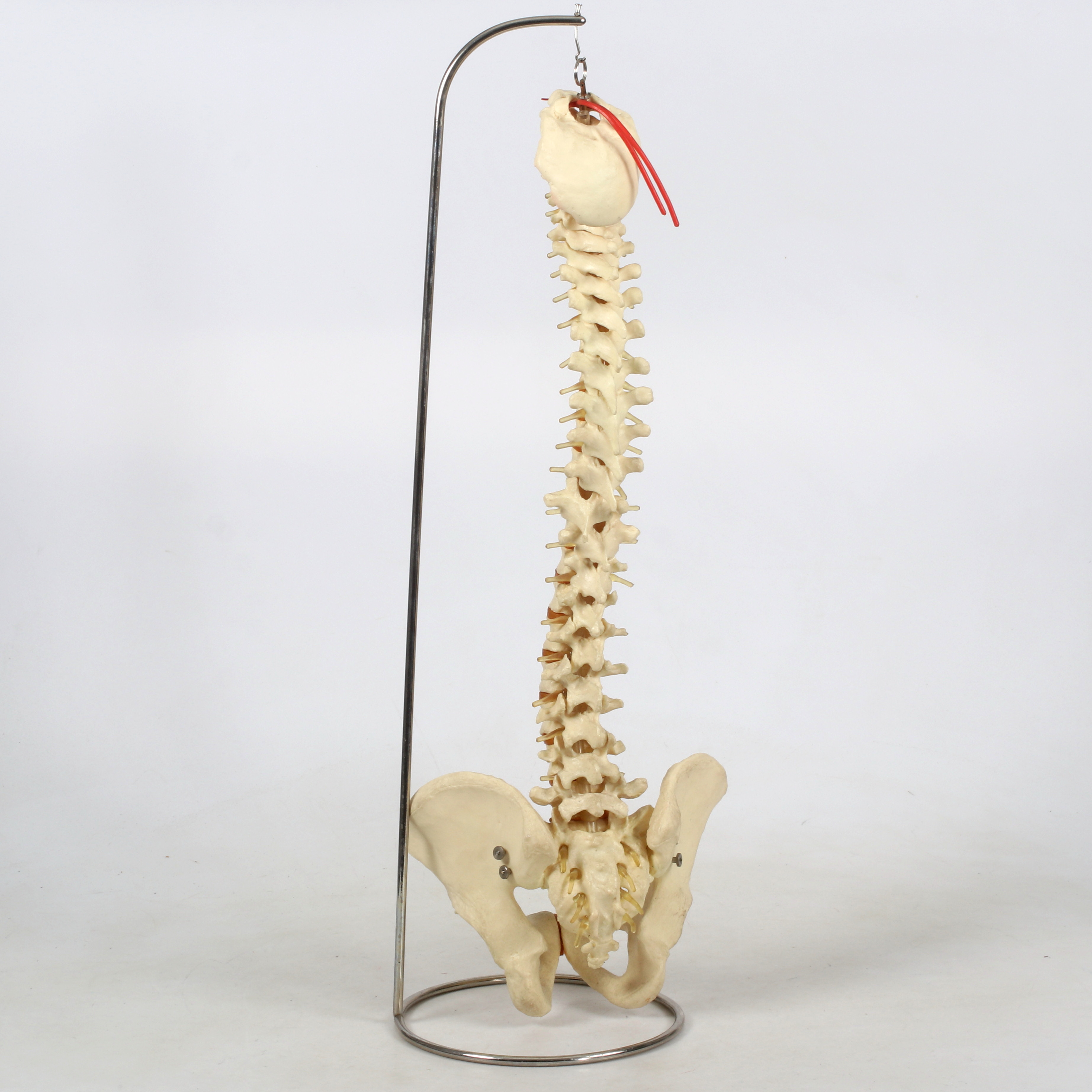 Images for 2871883. ANATOMICAL MODEL, spine. Second half of the 20th ...