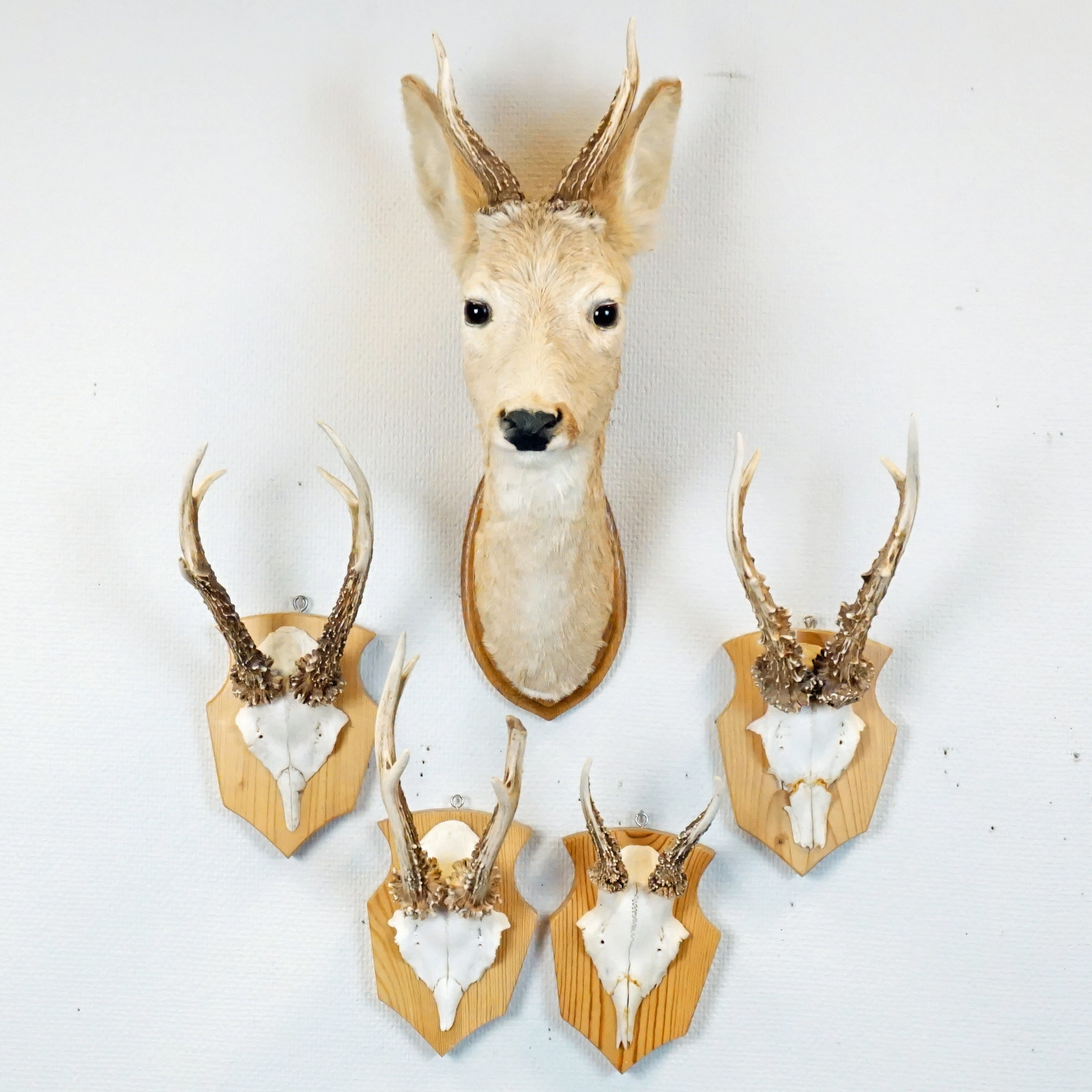 Images for 2907415. HUNTING TROPHIES, deer and 4 horns, mounted on ...