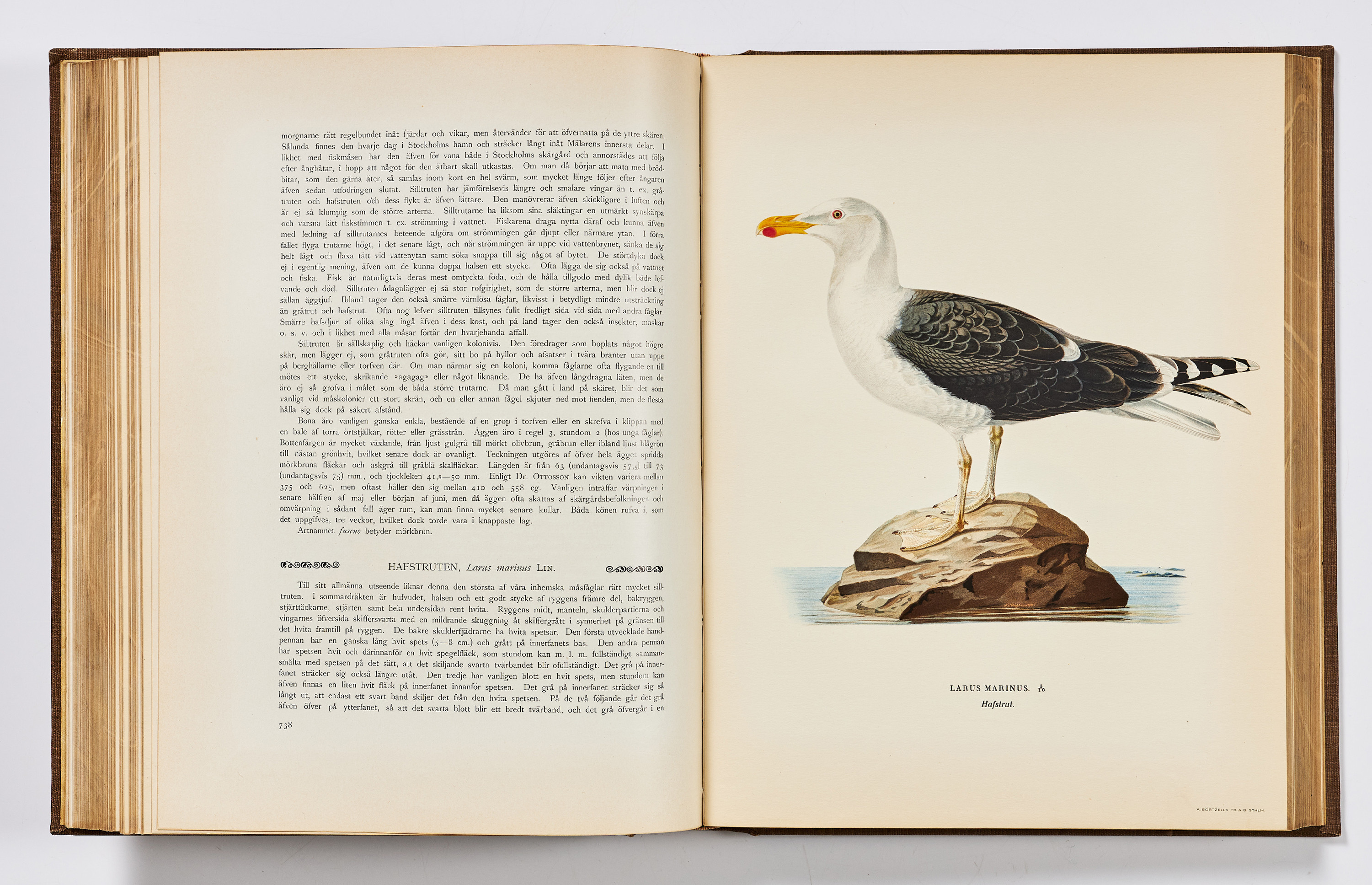 Bilder för 2917646. WRIGHTS FÅGLAR volym I och III. WRIGHT, MAGNUS ...