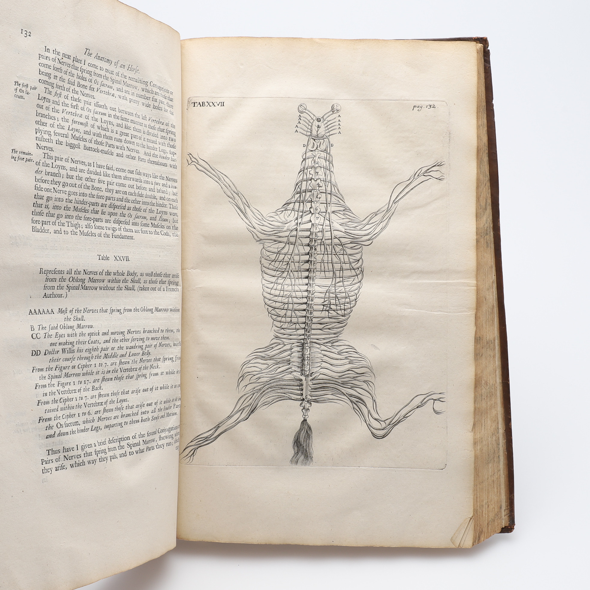 Images for 3118634. HIPPOLOGY. ANDREW SNAPES THE ANATOMY OF A HORSE ...
