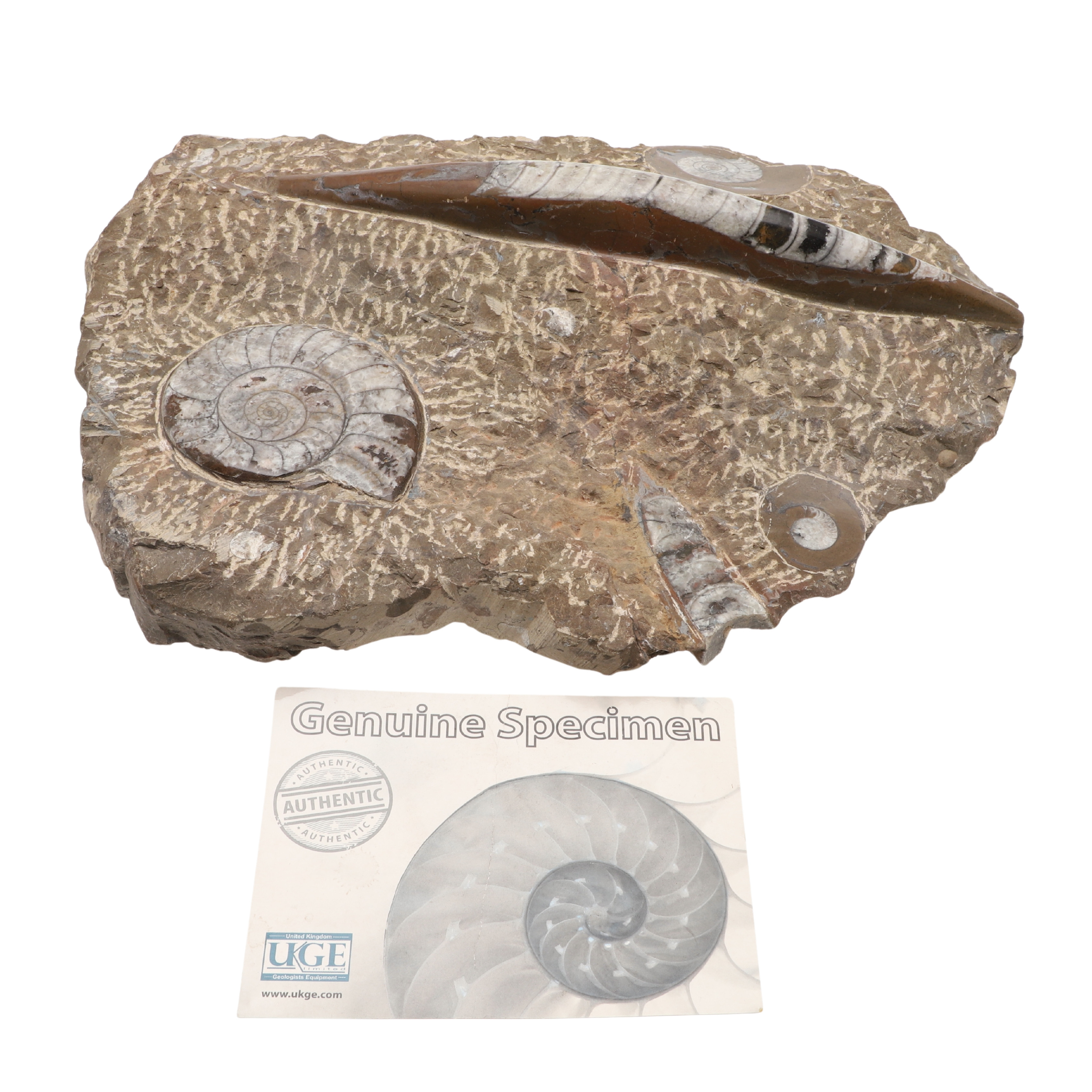 Images for 3299505. A FOSSILISED SECTION OF SEABED WITH AMMONITES AND ...