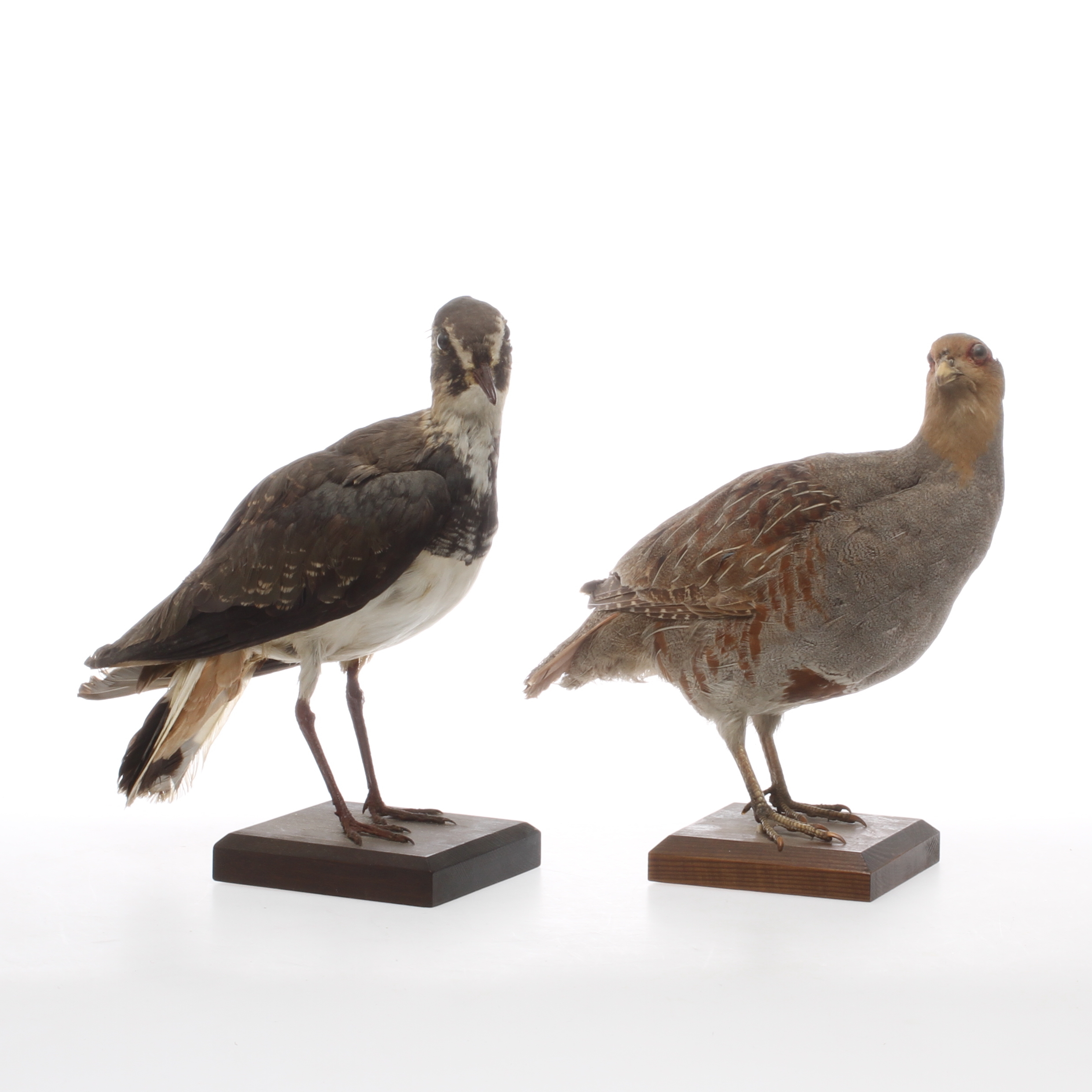 Images for 335812. BIRDS, 2 pcs, stuffed, Partridge and Tufsvipa ...