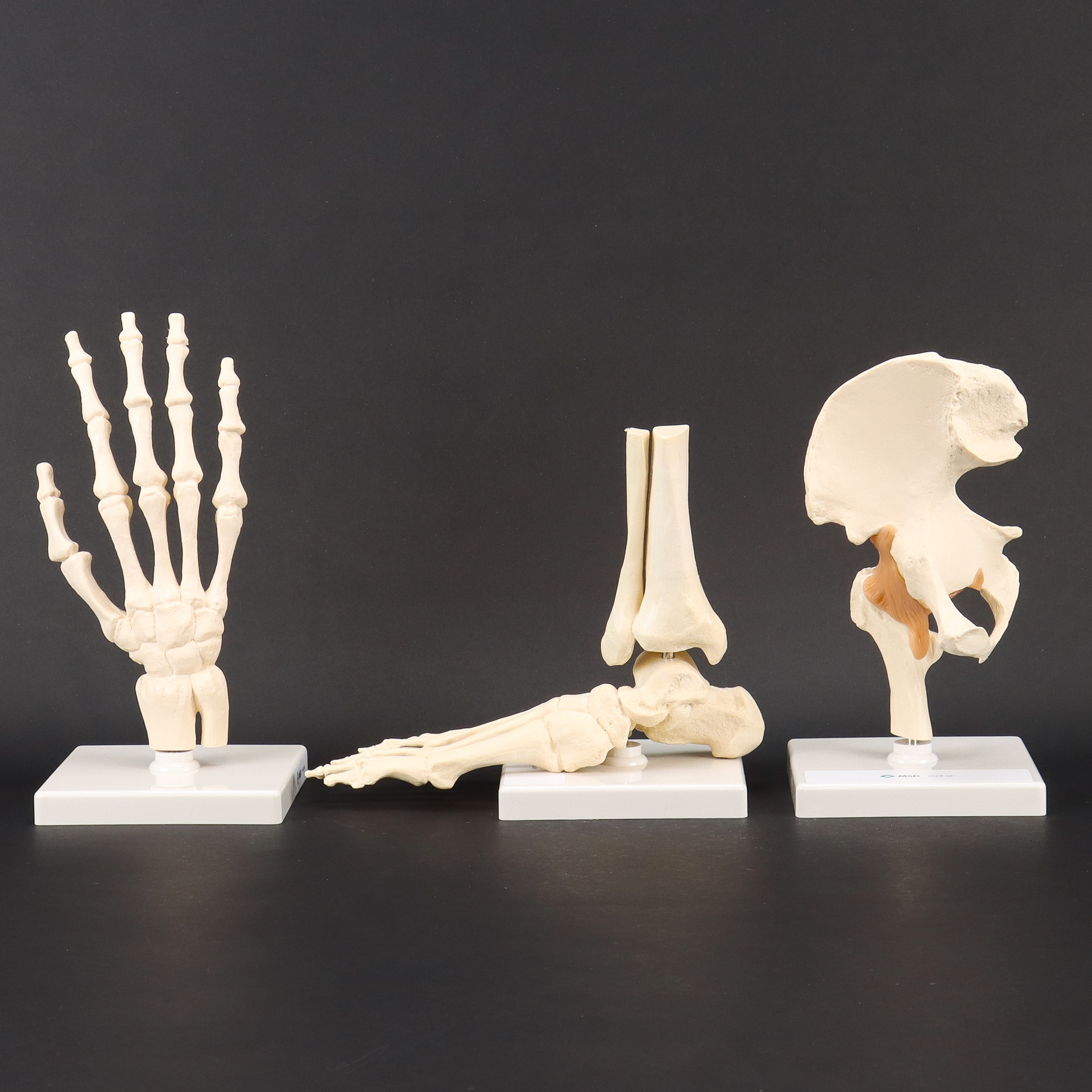 Images for 3577910. ANATOMICAL MODELS, 3 pieces, skeletal parts, MSD ...