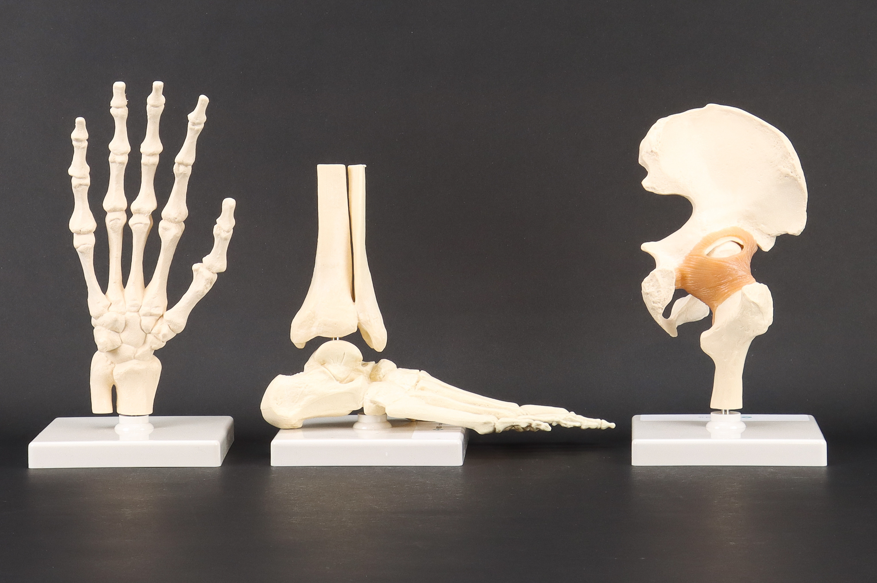 Images for 3577910. ANATOMICAL MODELS, 3 pieces, skeletal parts, MSD ...