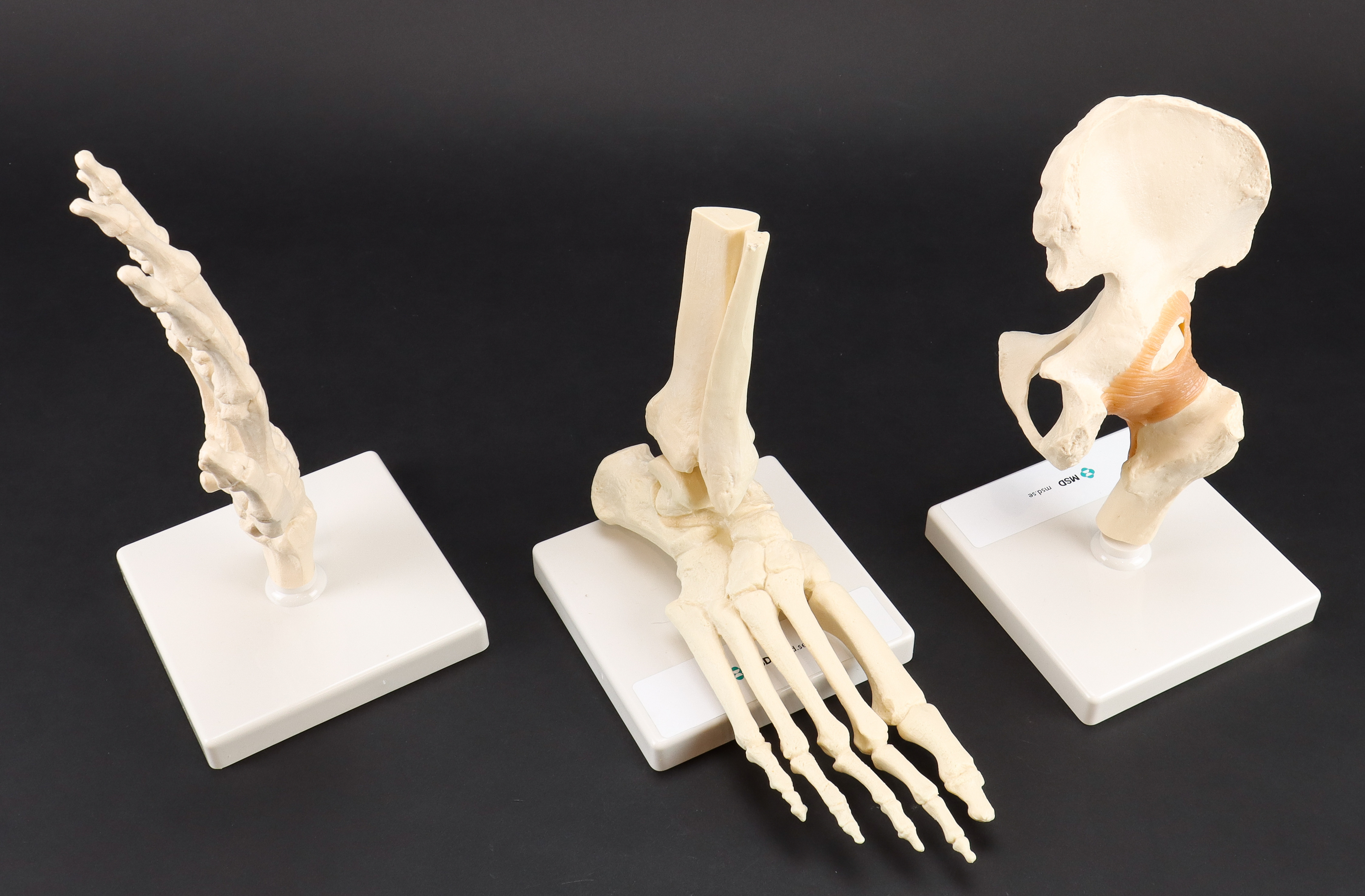 Images for 3577910. ANATOMICAL MODELS, 3 pieces, skeletal parts, MSD ...