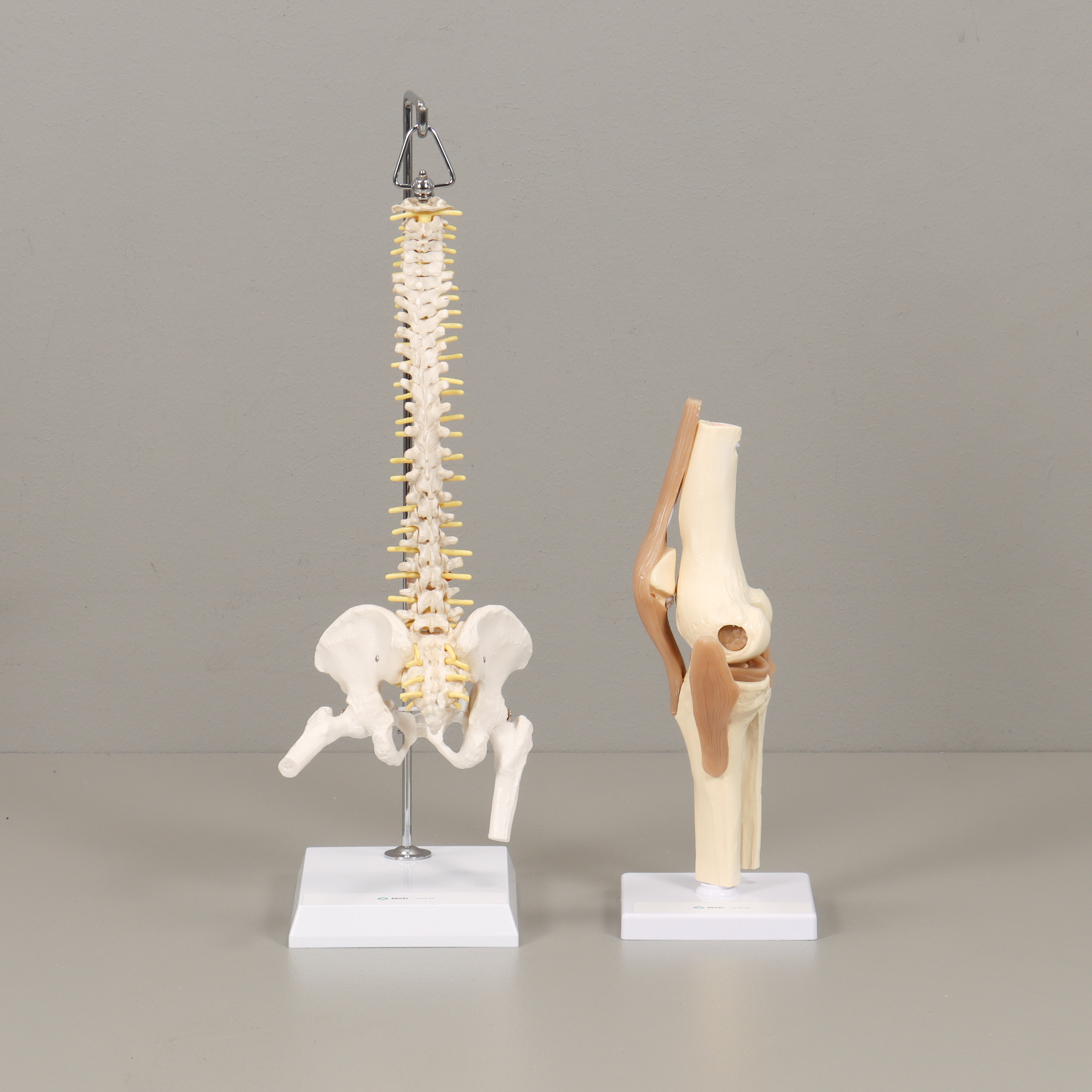 Images for 3578119. ANATOMICAL MODELS, 2 pieces, skeletal parts, MSD ...